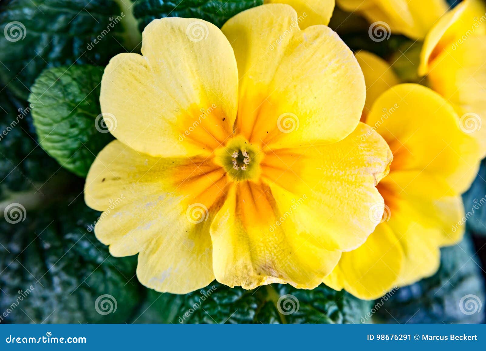 Yellow Primrose in the Planter Box Stock Image - Image of yellow ...
