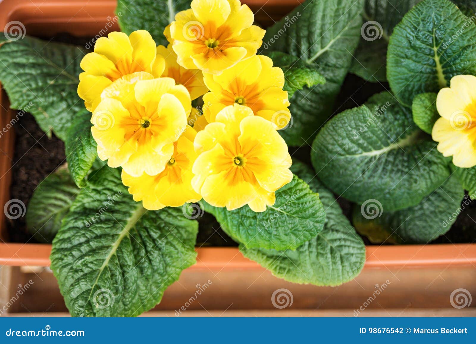 Yellow Primrose in the Planter Box Stock Photo - Image of primrose ...