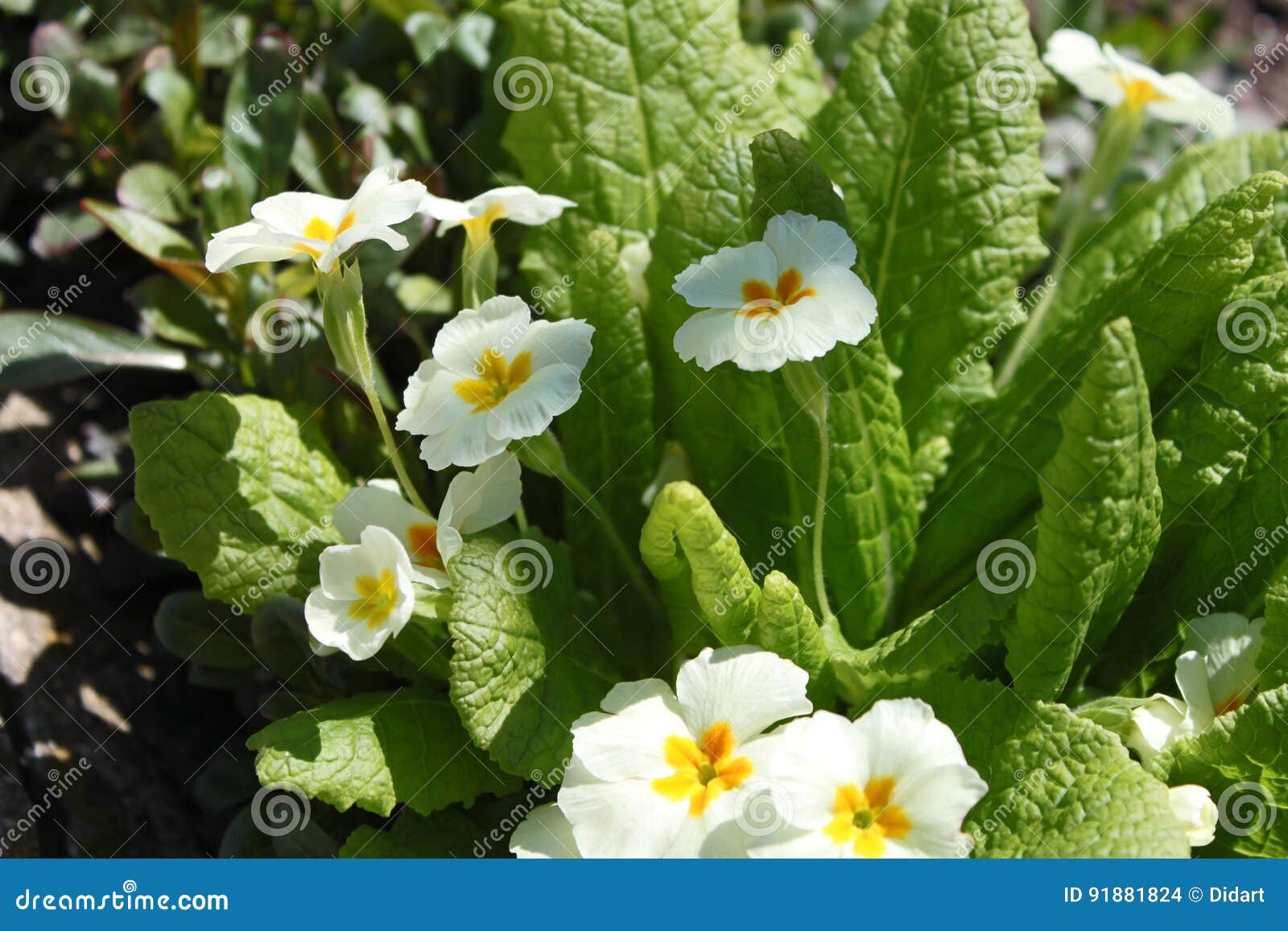 Yellow Primrose Primula Vulgaris Stock Photo - Image of outdoor, growth ...