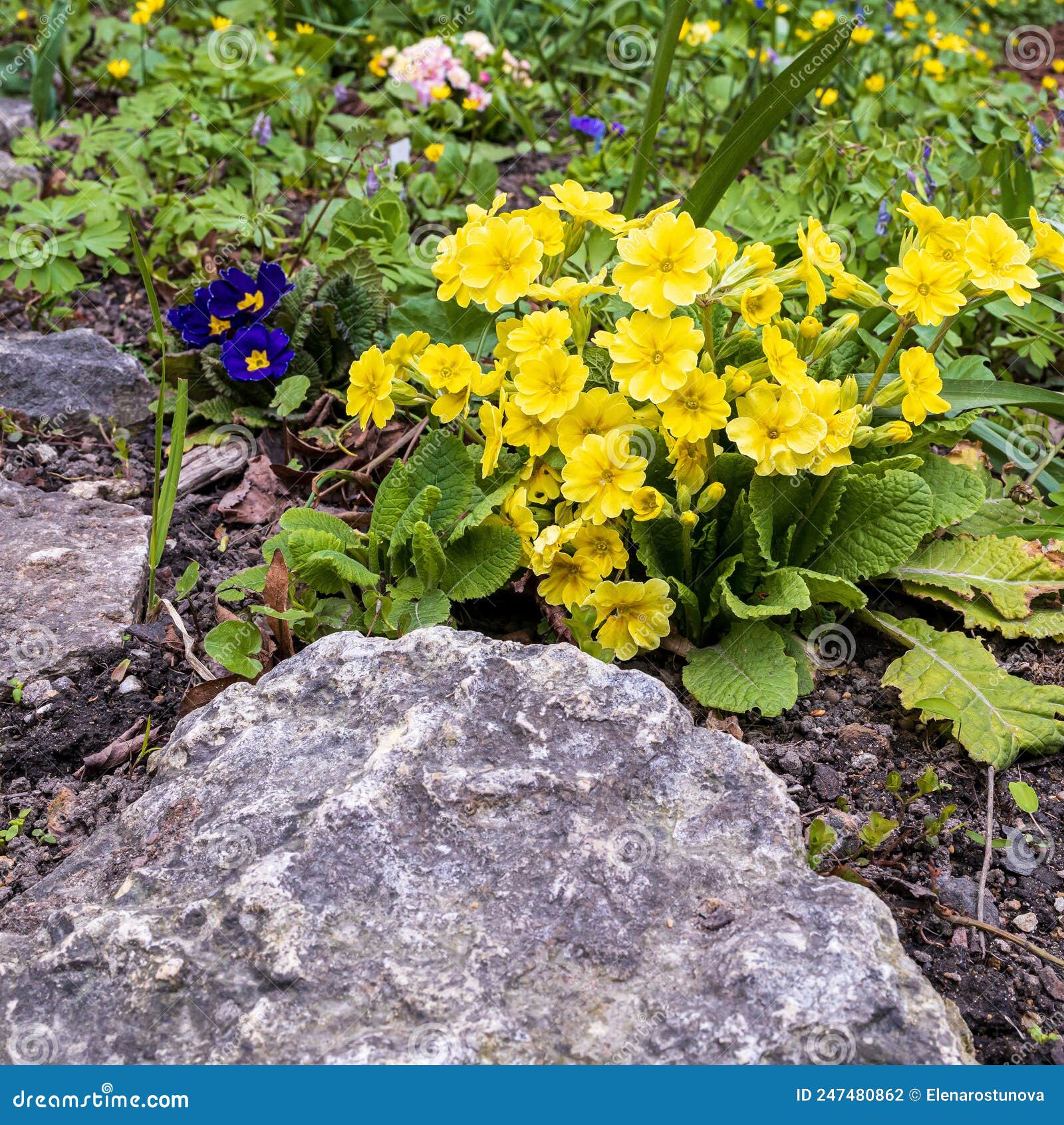 Yellow Primrose on the Spring Lawn in the Park. Stock Photo - Image of ...