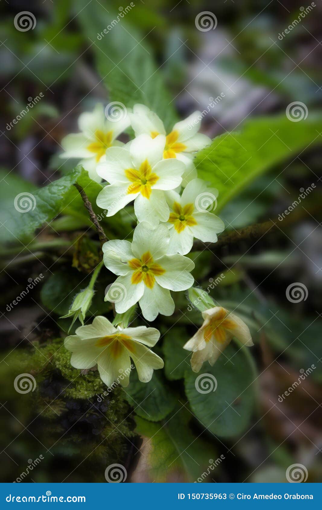 Yellow primrose stock image. Image of color, white, natural - 150735963