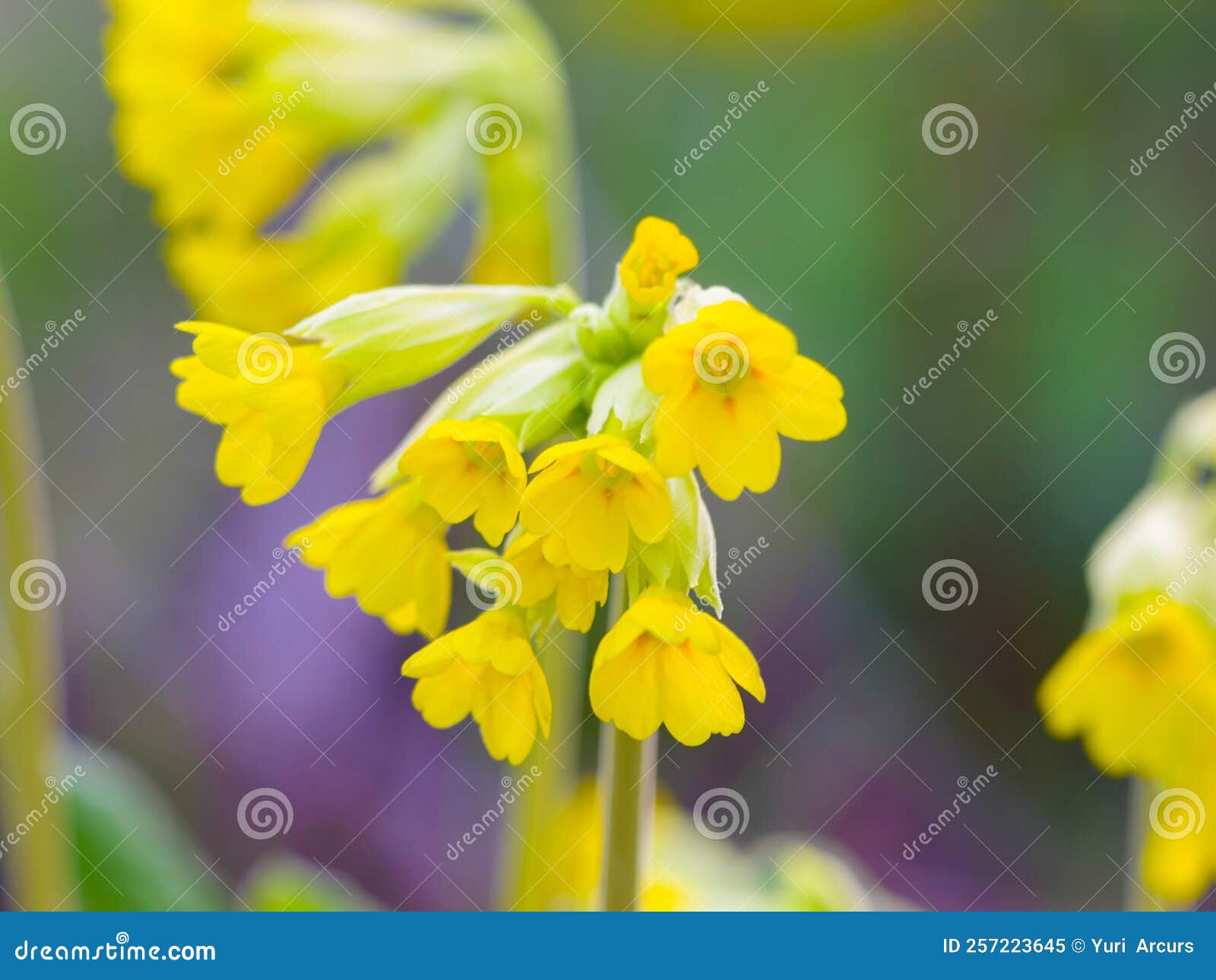 Yellow Primroses in Bloom. Cropped Shot a Yellow Primerose in Full ...