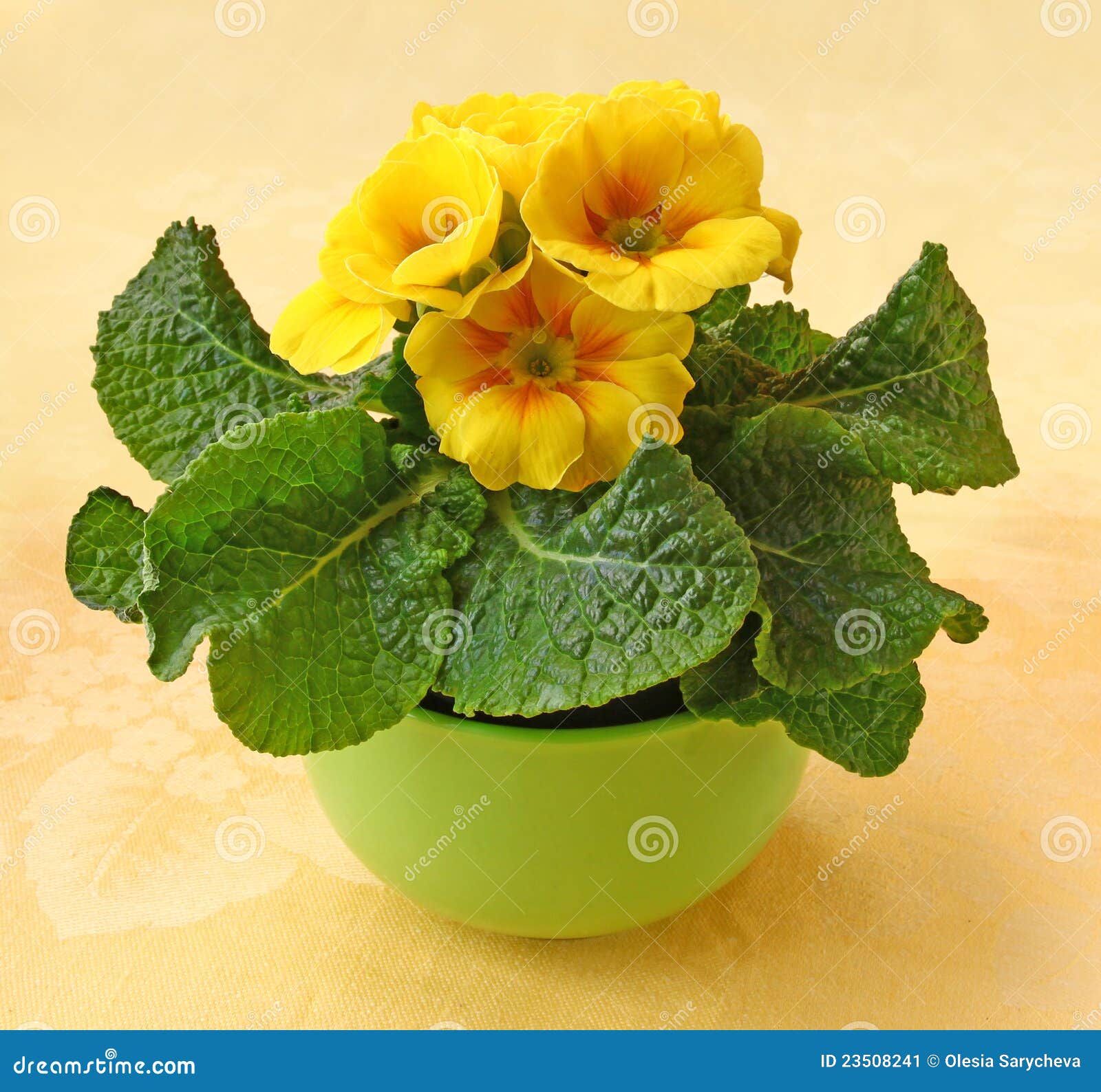 Yellow primula blooming stock image. Image of beautiful - 23508241