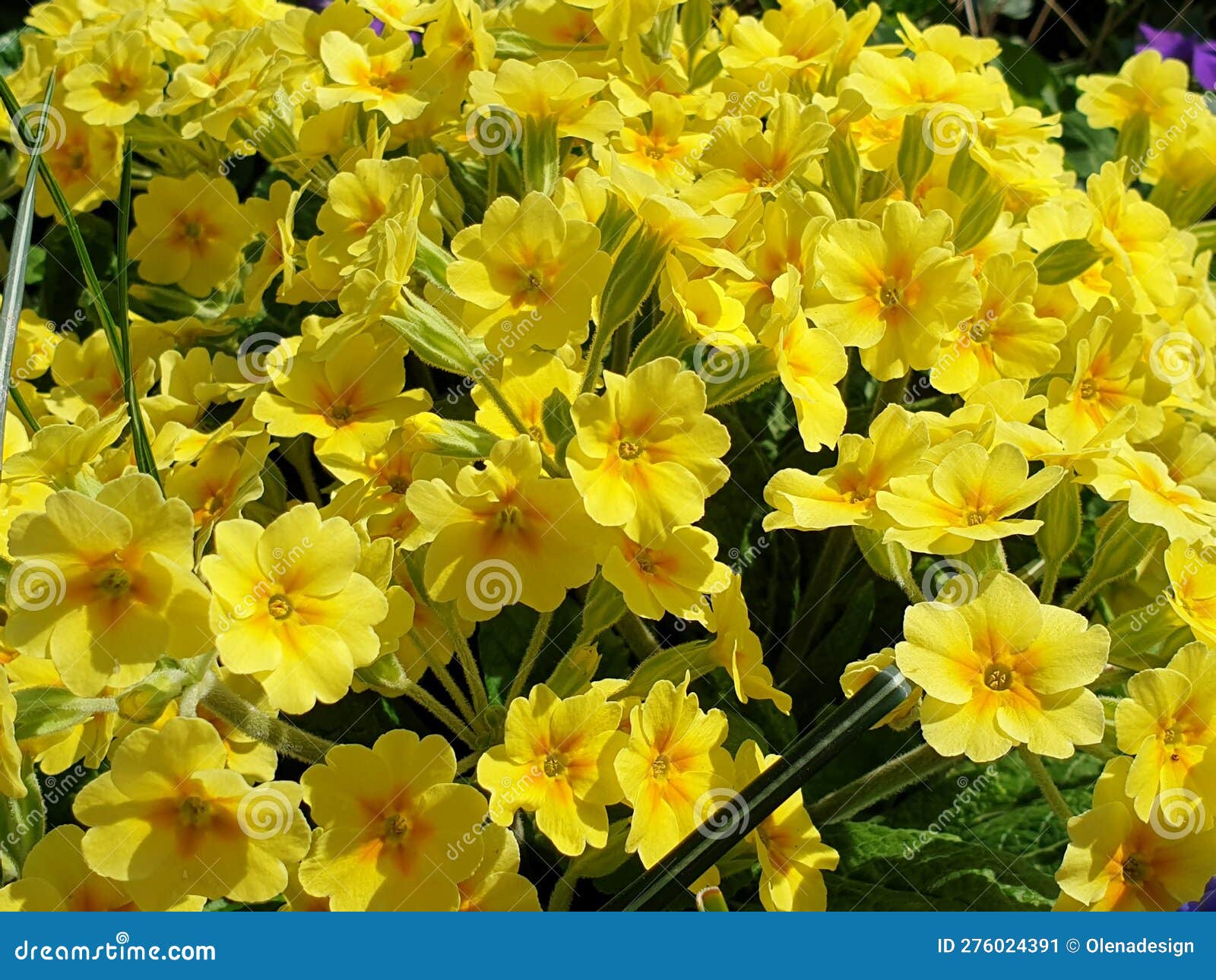 Yellow Primula - Bright Flowers at Spring. Close-up Stock Image - Image ...
