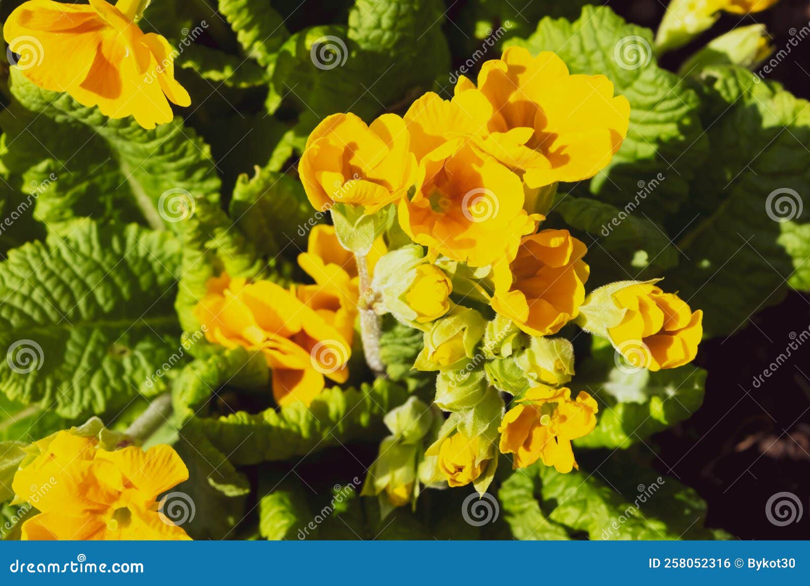 Yellow Primula Flowers in the Garden, Close-up. Stock Photo - Image of ...