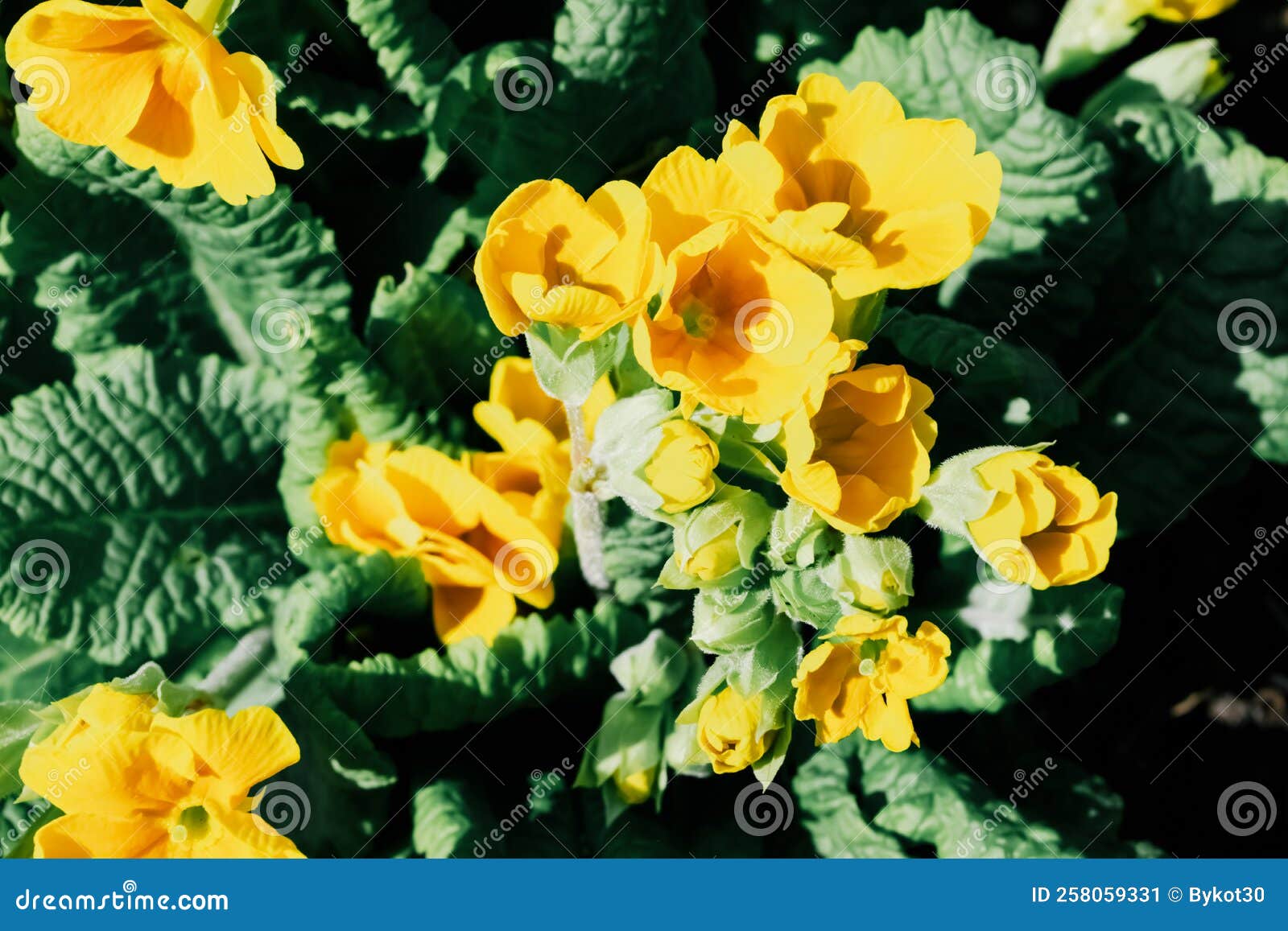 Yellow Primula Flowers in the Garden, Close-up. Stock Image - Image of ...