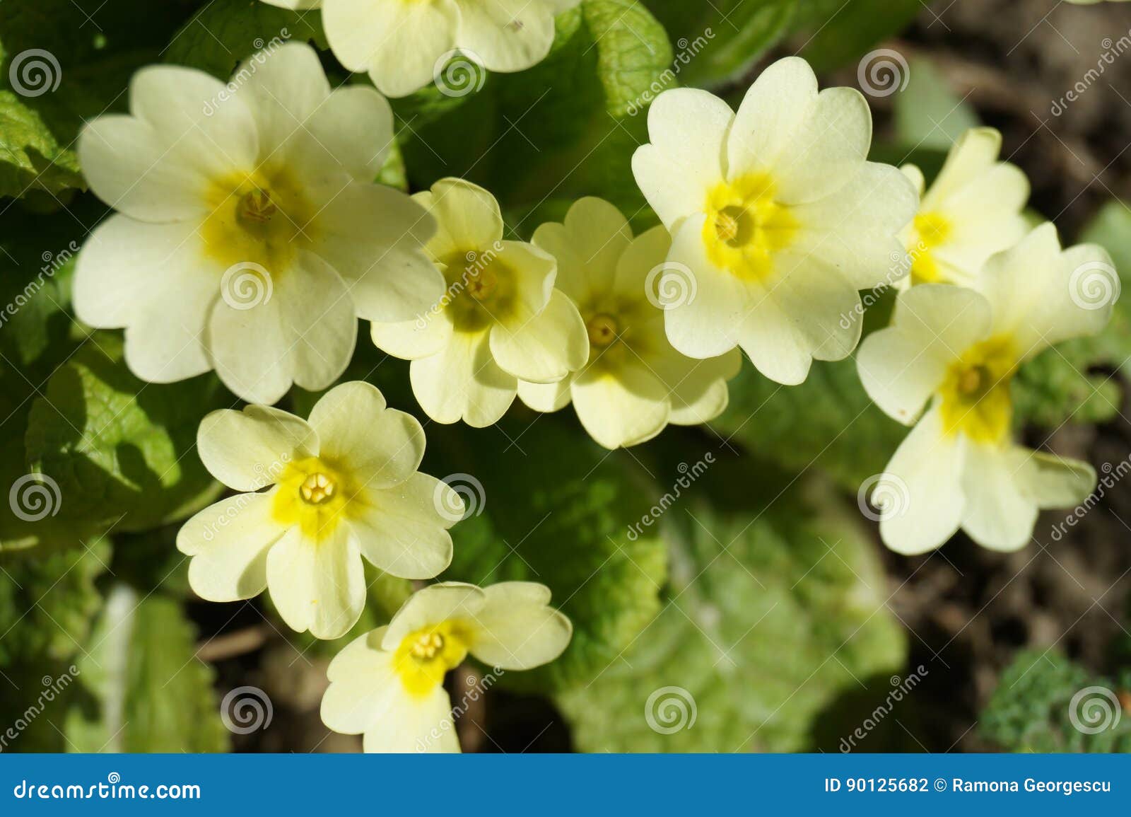 Yellow primula stock photo. Image of beautiful, botanical - 90125682