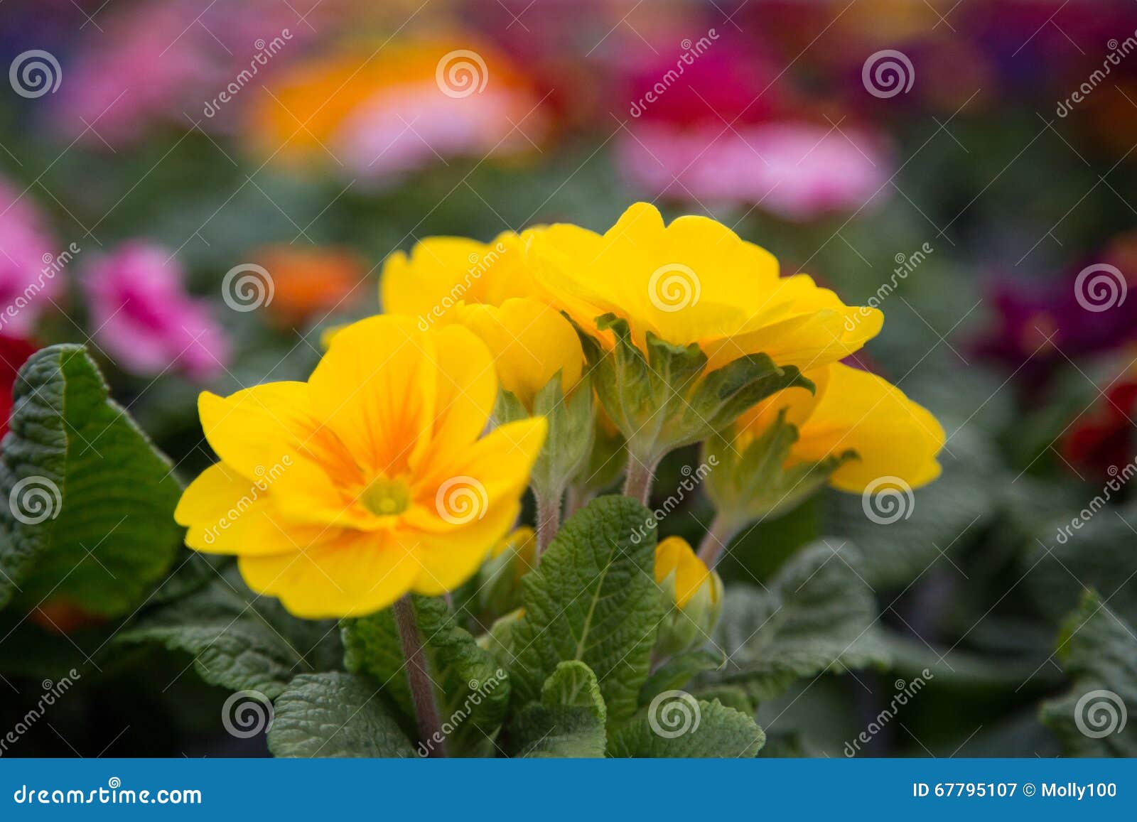 Yellow Primula macro stock image. Image of beautiful - 67795107