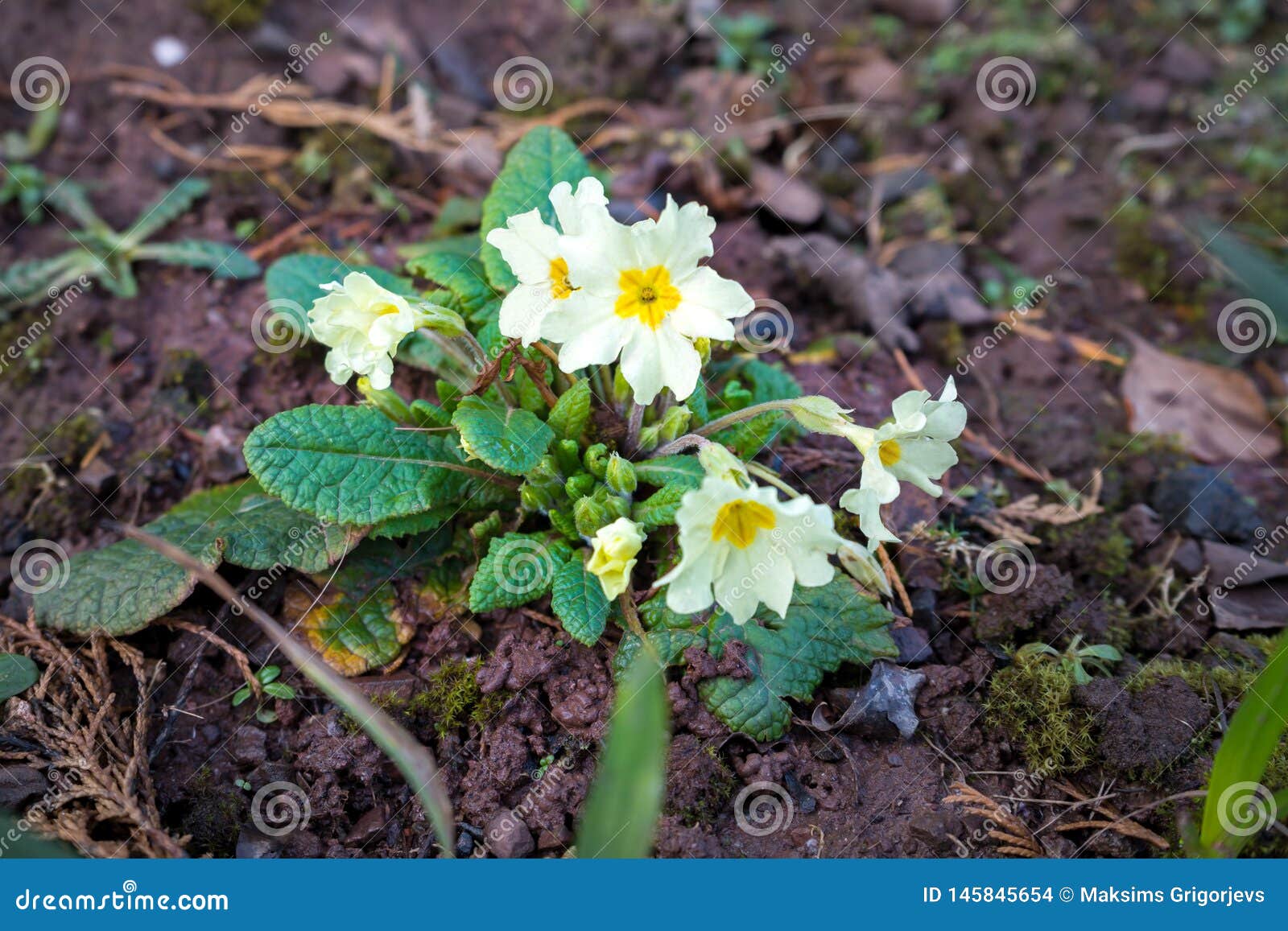 Yellow Primula Primrose Flowers at Spring Garden Stock Photo - Image of ...