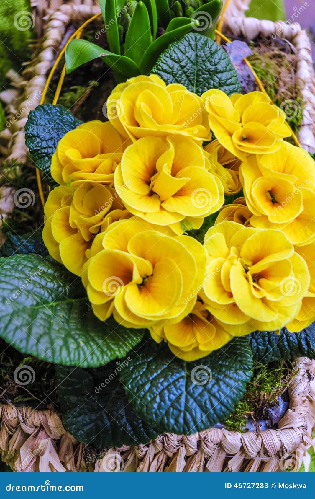Yellow Primulaceae in Small Basket Stock Image - Image of flower, small ...