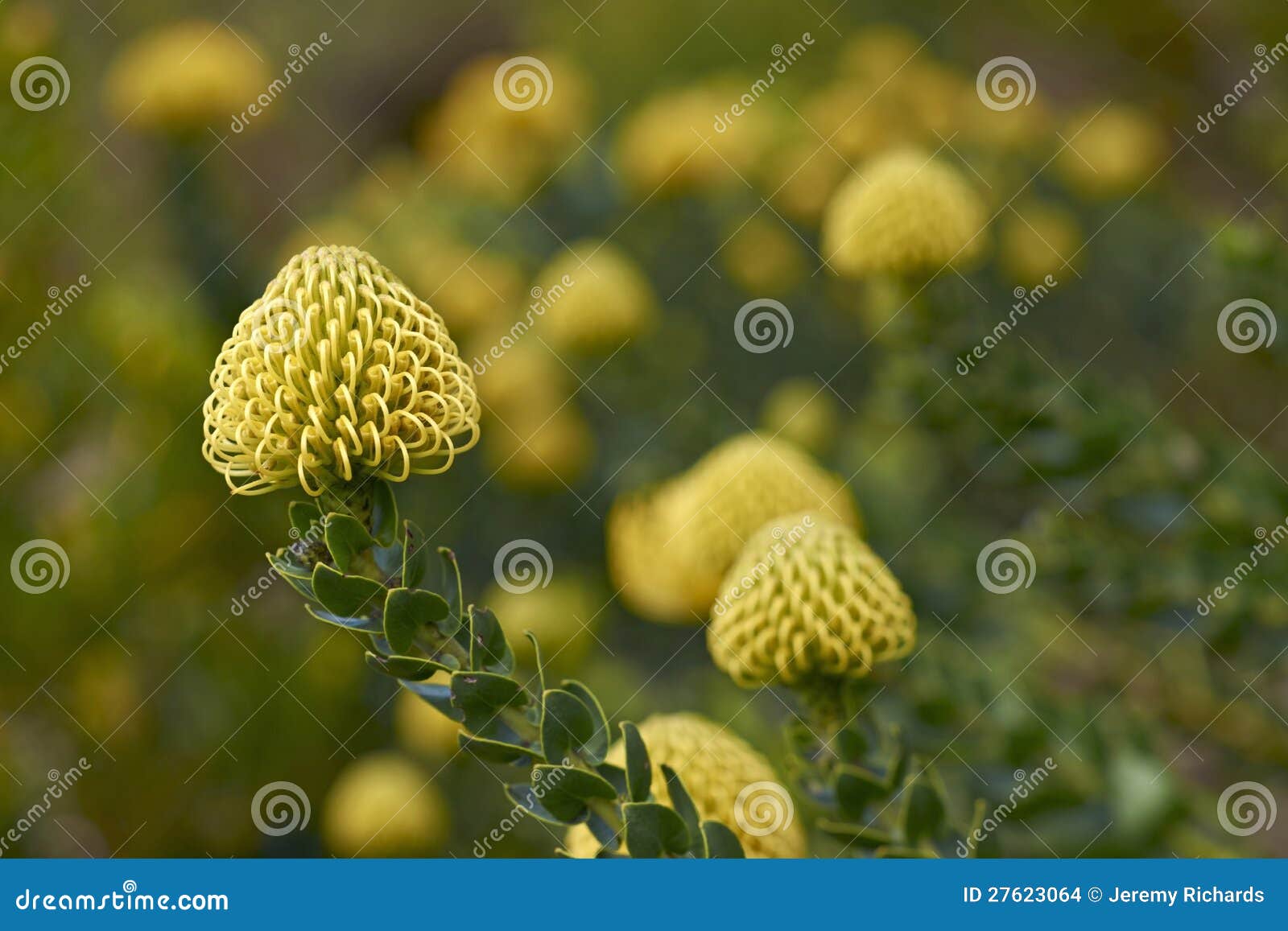 Yellow Protea stock photo. Image of botany, botanical - 27623064