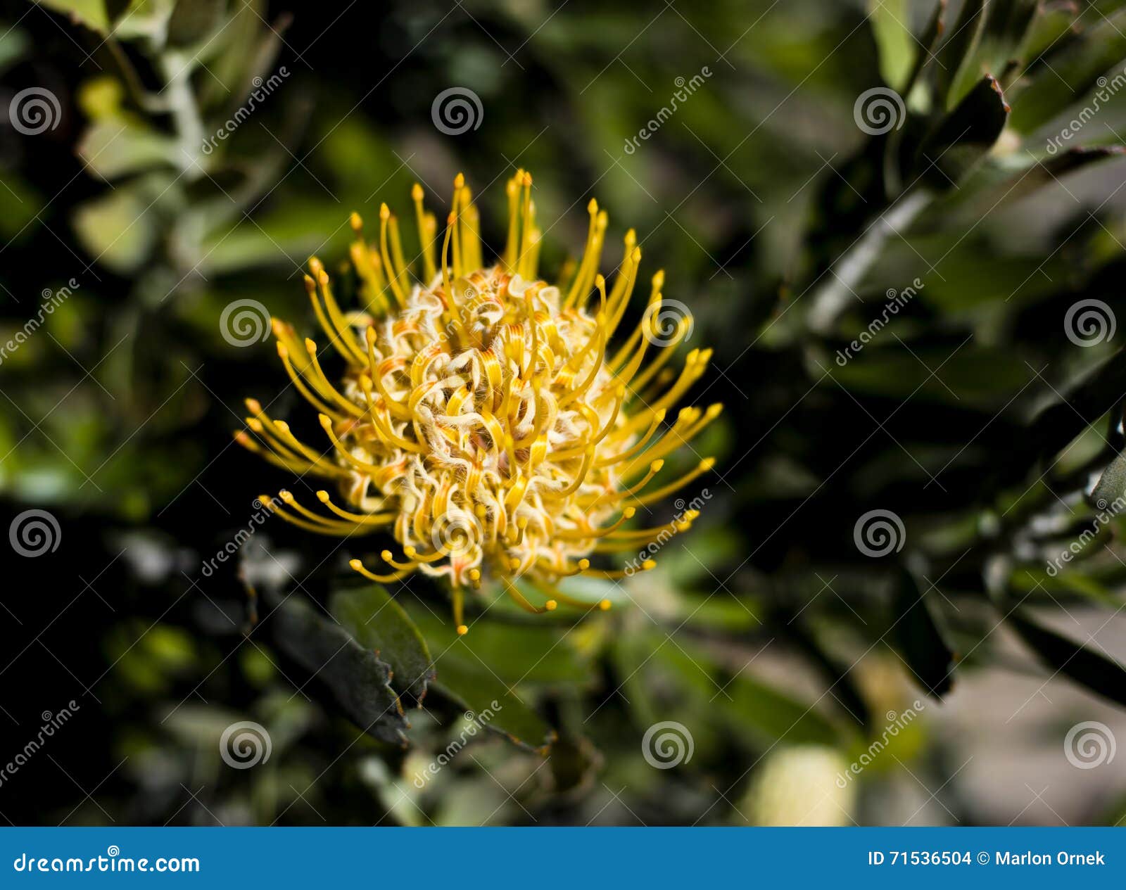 Yellow Protea Bloom on a Bush Stock Photo - Image of outdoor, bush ...