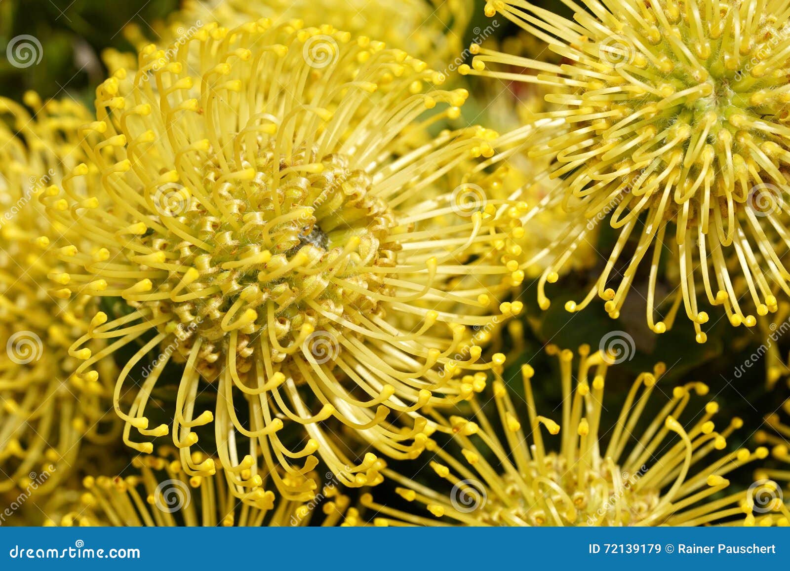 Yellow protea stock image. Image of bloom, protea, flower - 72139179