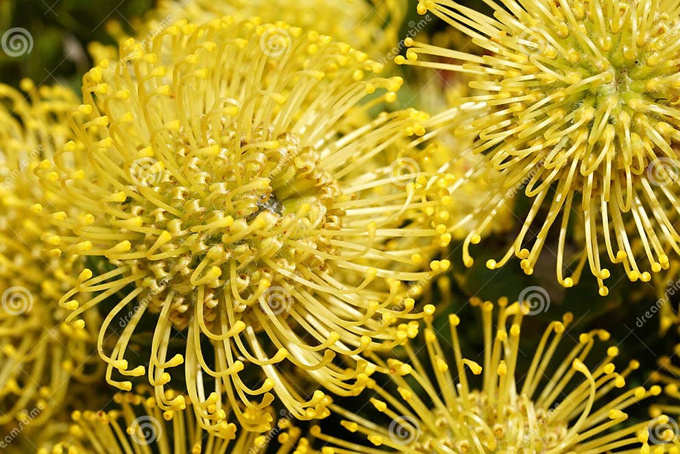 Yellow protea stock image. Image of bloom, protea, flower - 72139179