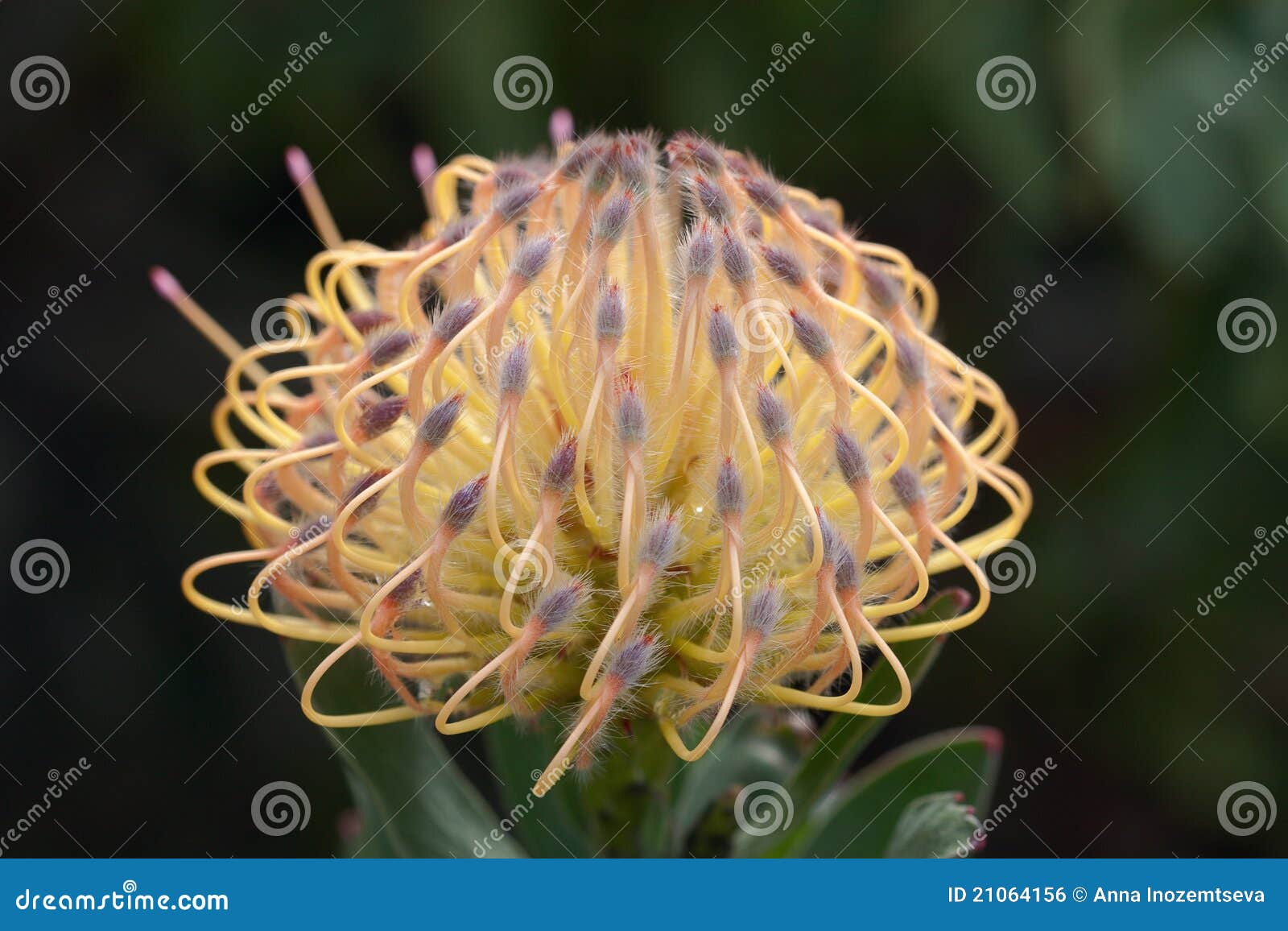 Yellow protea flower stock photo. Image of nature, plant - 21064156