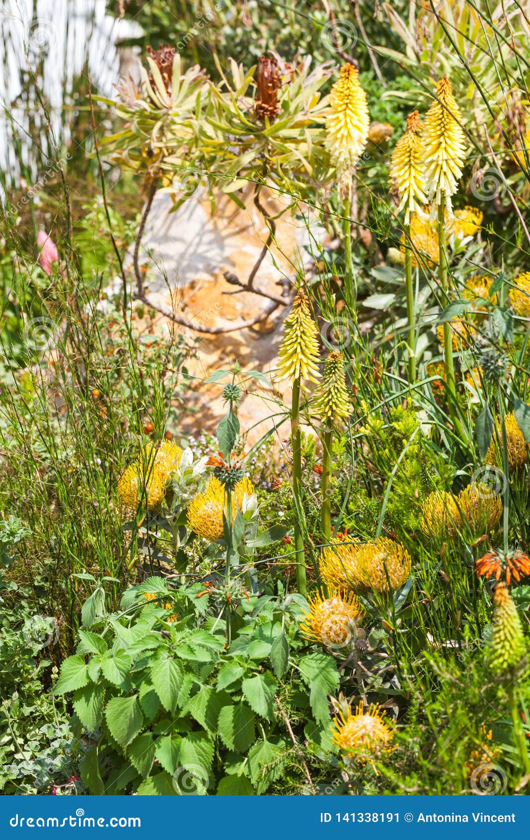 Yellow Protea Flowers and Nettle in a Beautiful Garden Stock Image ...