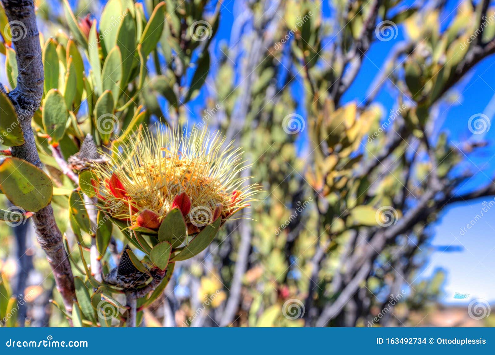Yellow Protea Pincushion Flowers, Leucospermum Cordifolium In Kings ...