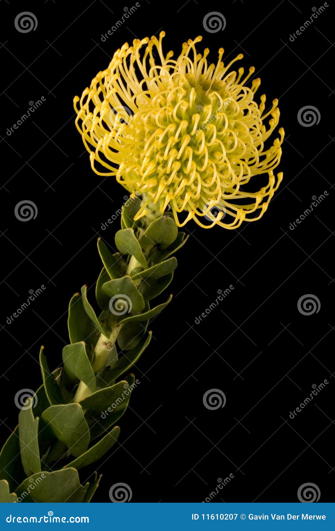 Yellow Protea Pincushion Flowers, Leucospermum Cordifolium In Kings ...