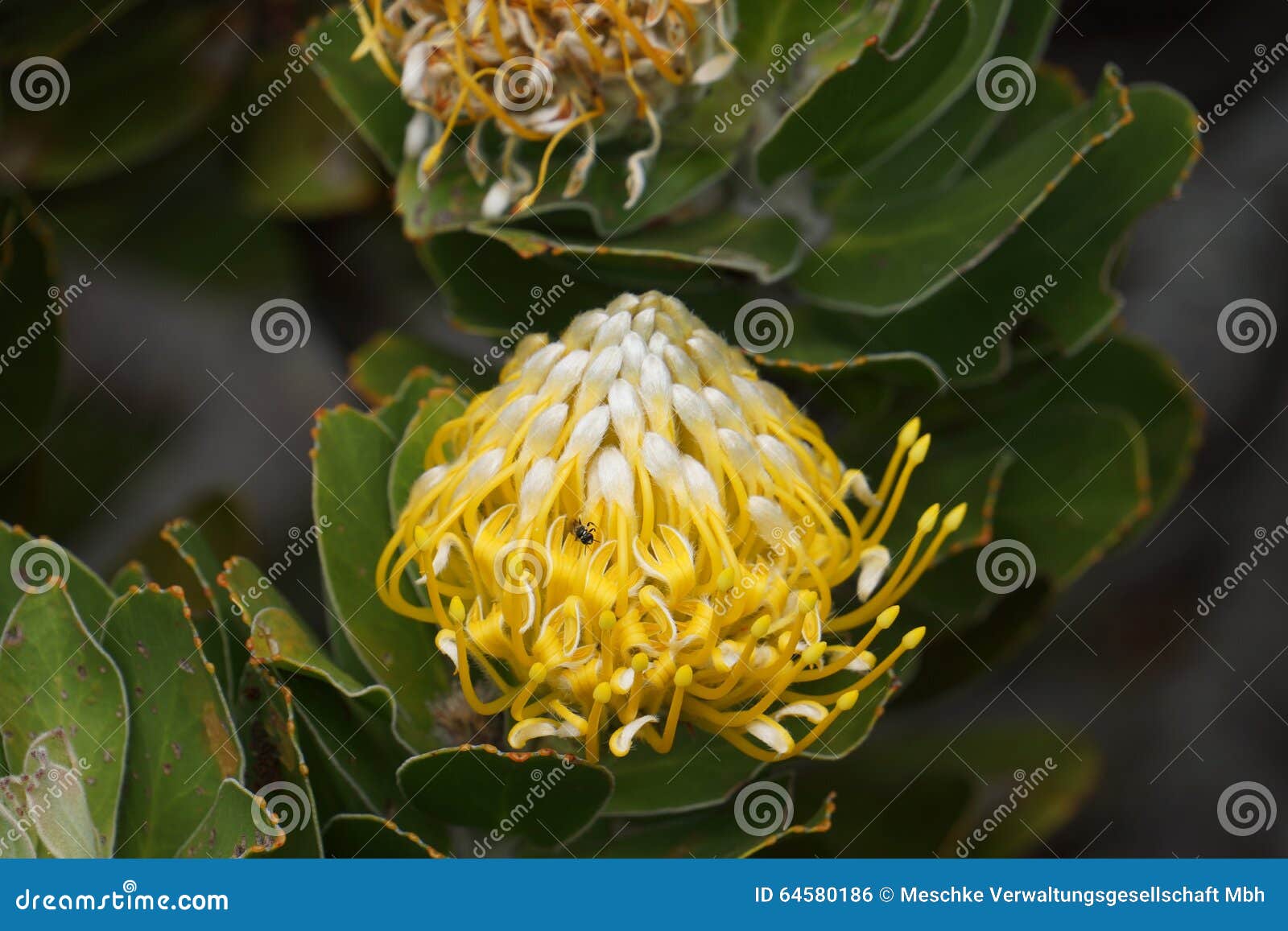 Yellow Protea with an Tiny Insect Stock Photo - Image of kirstenbosch ...