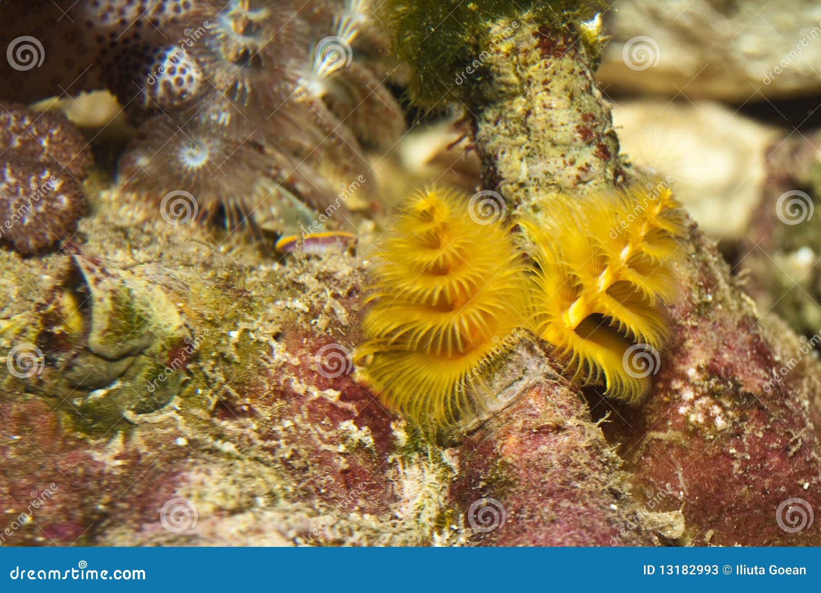 Yellow Protula Worm stock image. Image of saltwater, hard - 13182993