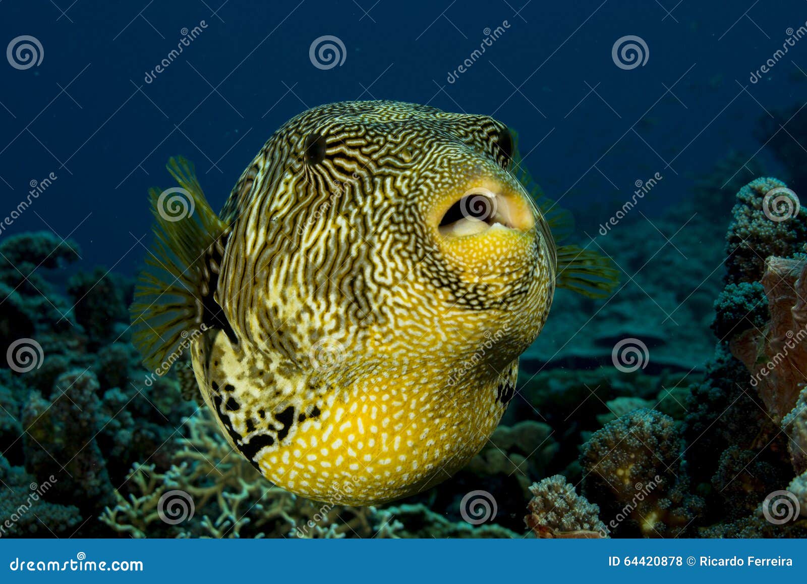 Yellow puffer fish stock photo. Image of scuba, dive - 64420878