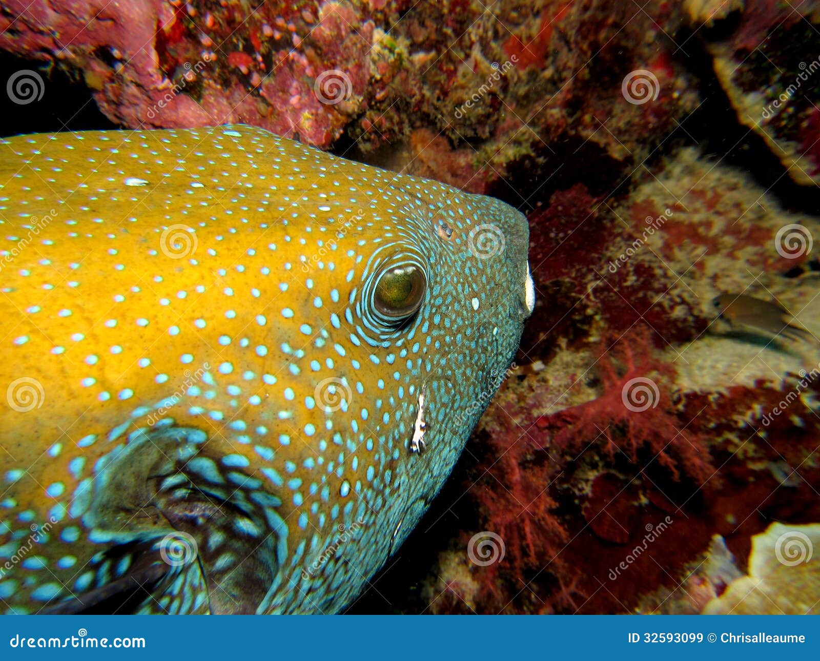 Yellow Puffer fish stock image. Image of scarred, natural - 32593099