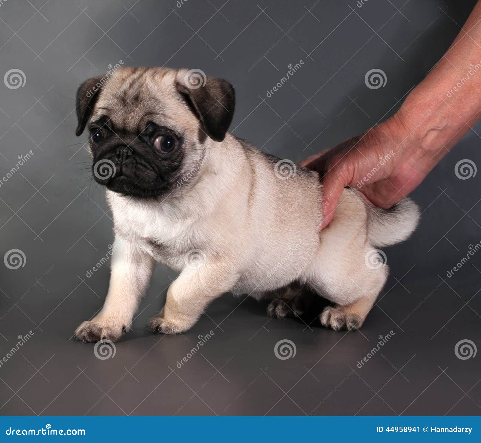 Chocolate Pug Puppies