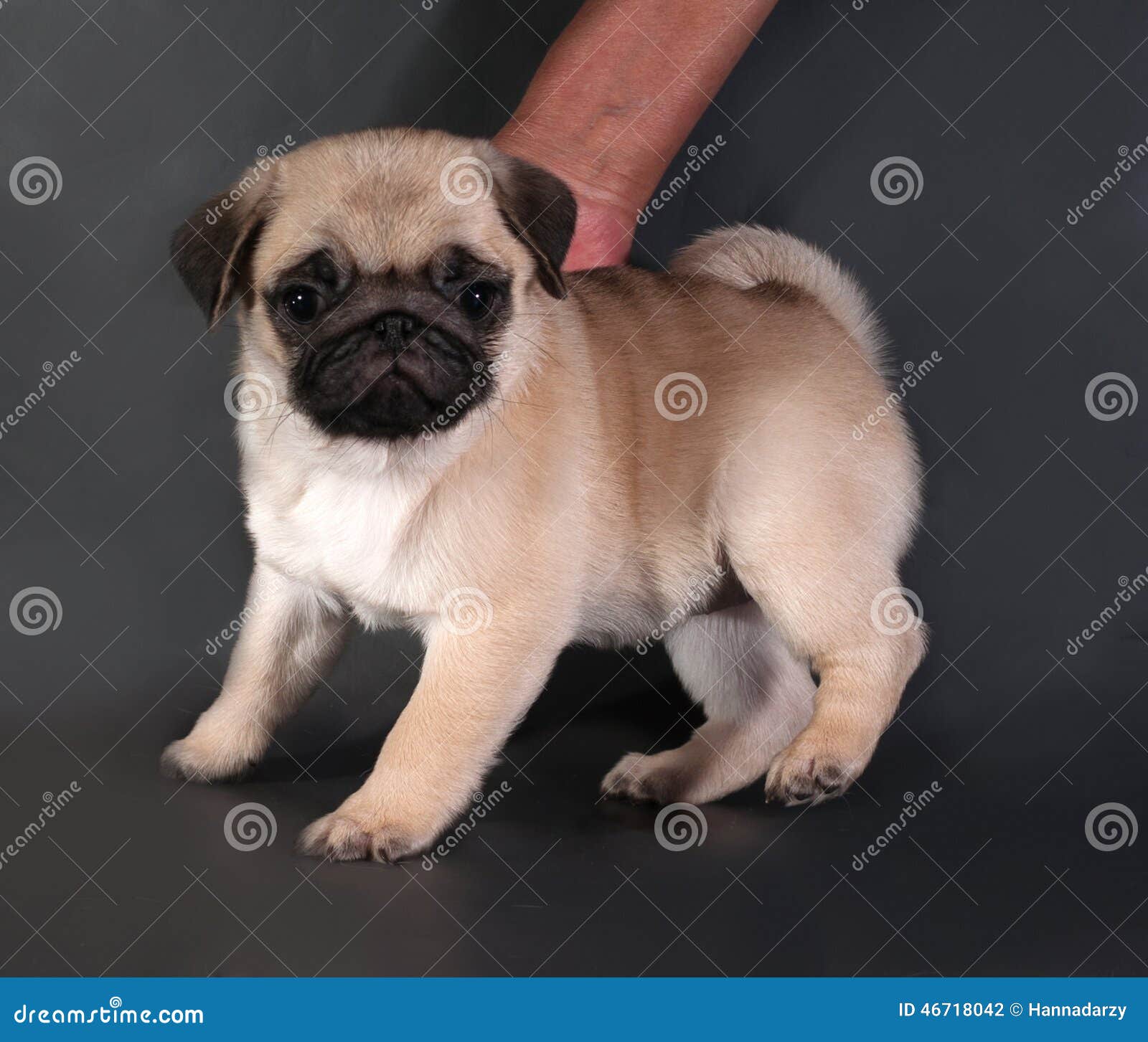 Yellow Pug Puppy Standing on Black Stock Photo - Image of soft, young ...