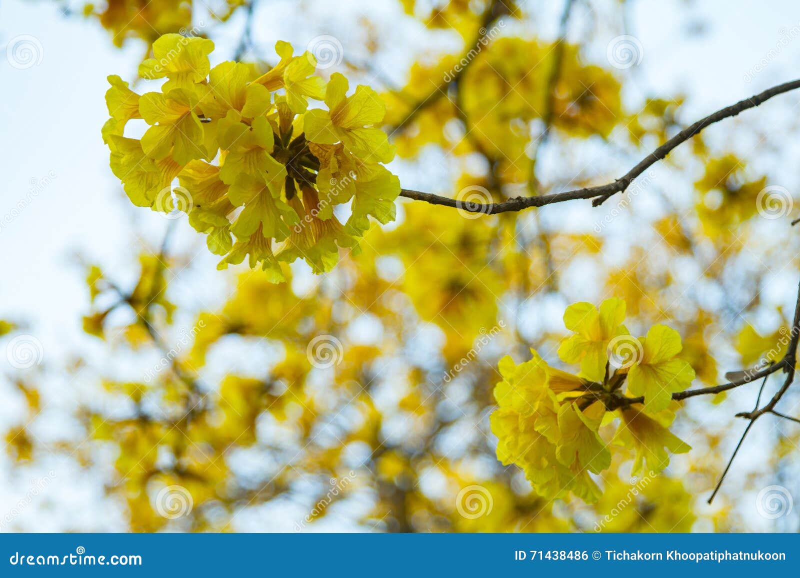 Yellow Pui Flowering stock photo. Image of travel, clear - 71438486
