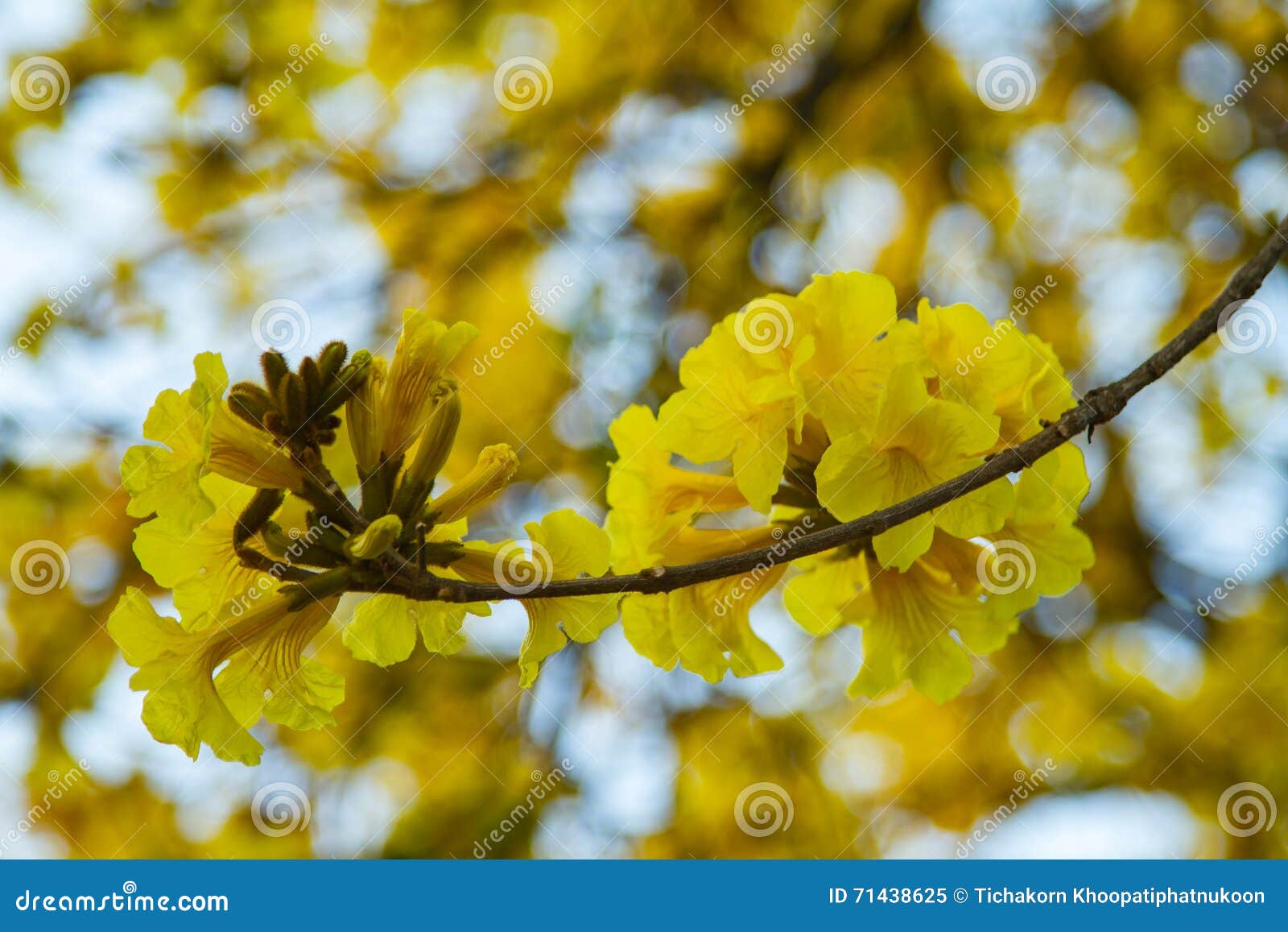 Pui Flowering Stock Photos - Free & Royalty-Free Stock Photos from ...