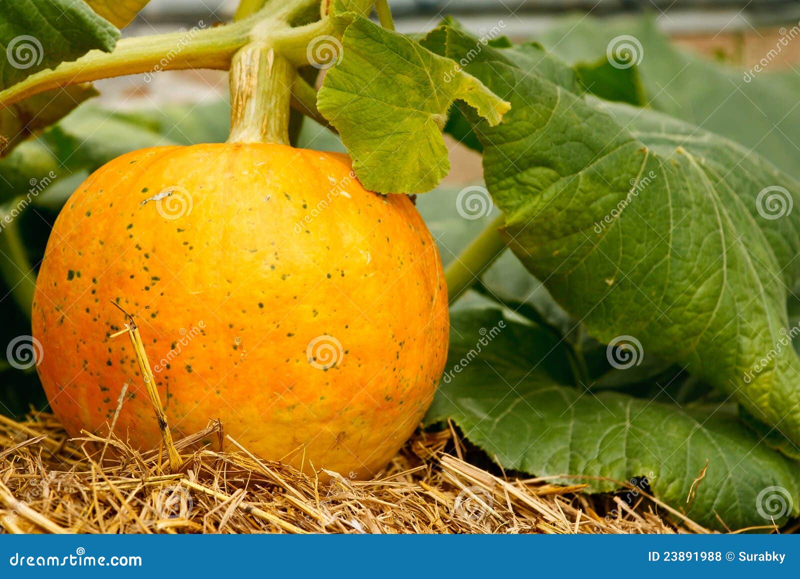 Yellow pumpkin stock photo. Image of nature, season, organic - 23891988