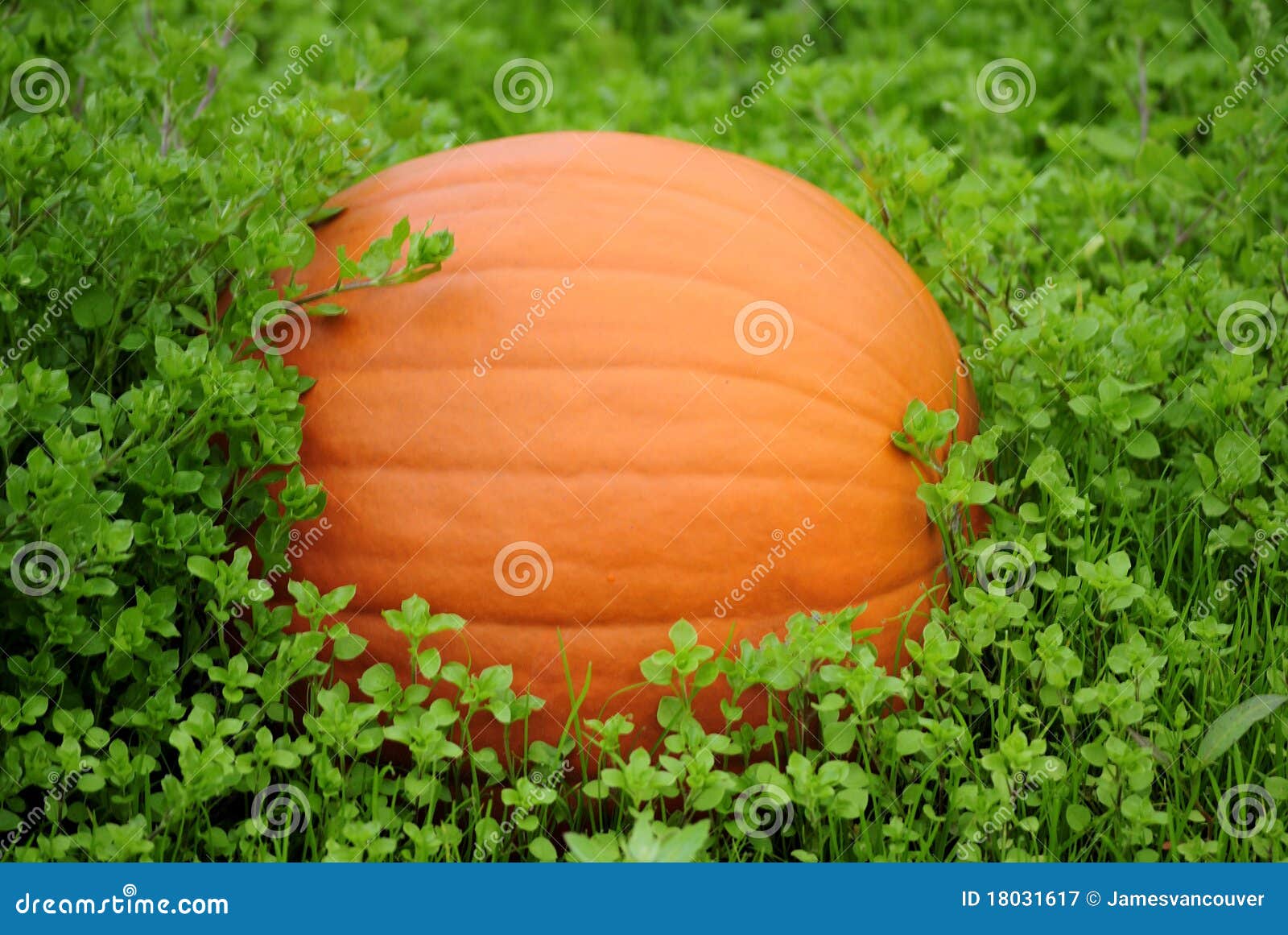 Yellow Pumpkin in the Green Grass Stock Image - Image of nature ...