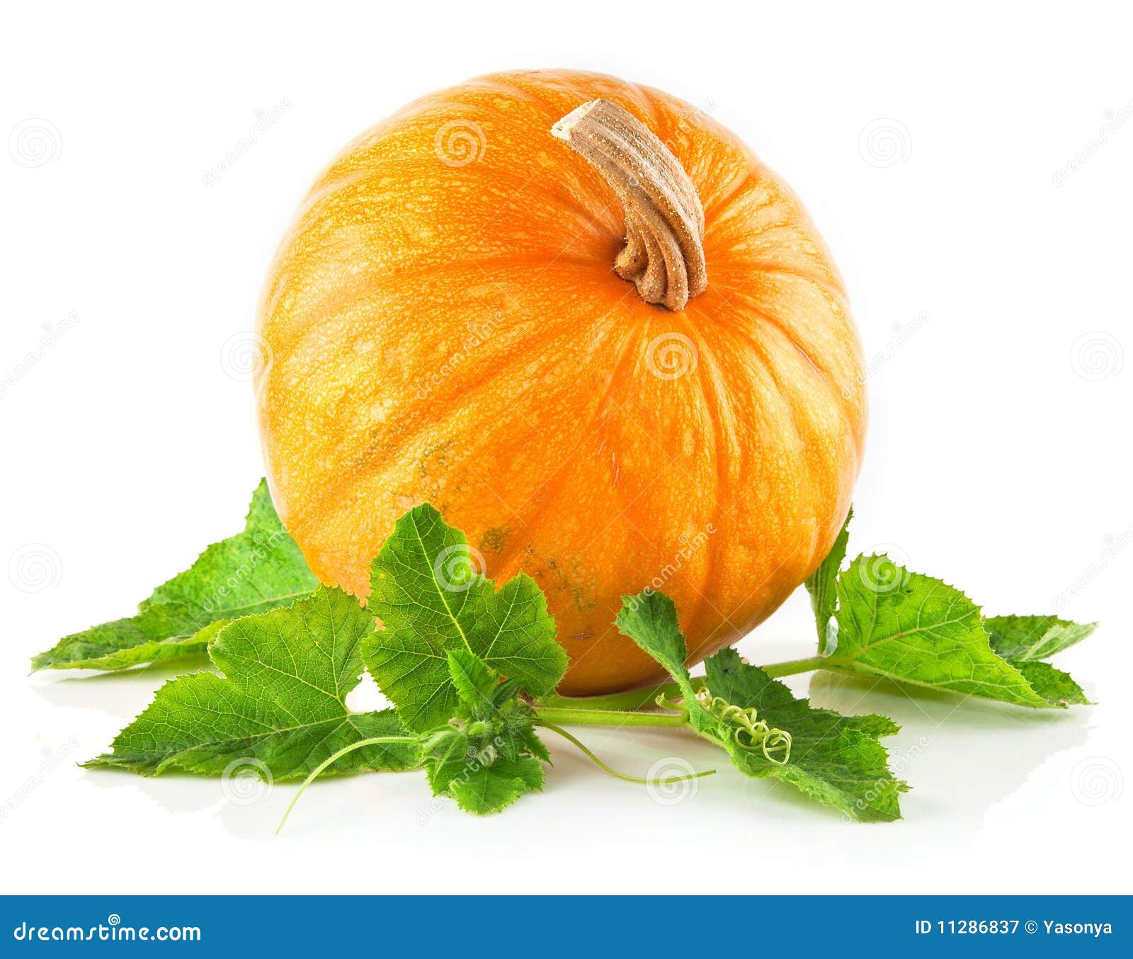 Yellow Pumpkin Vegetable with Green Leaves Stock Image - Image of ...