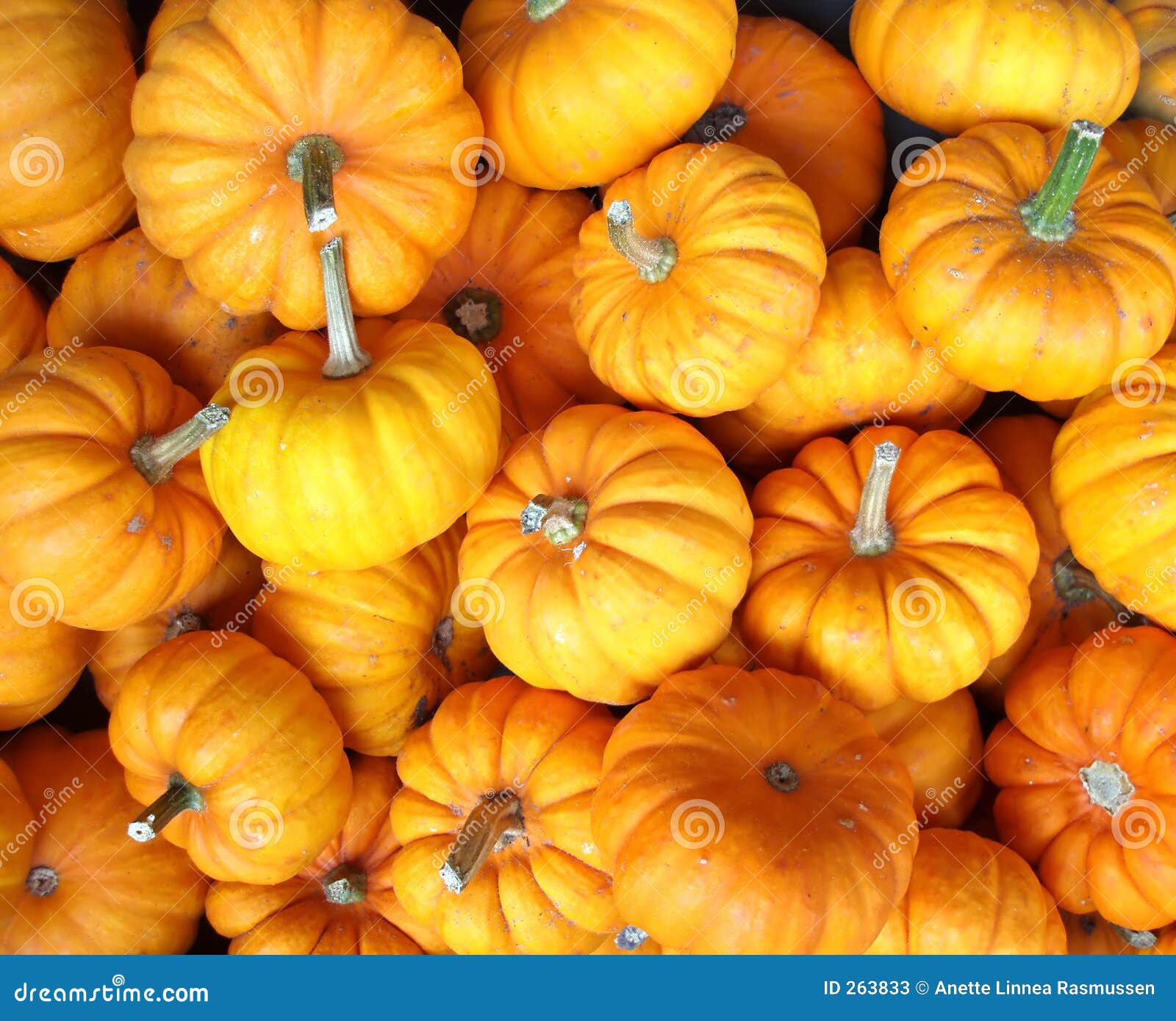 Yellow pumpkins stock image. Image of nature, october, squash - 263833