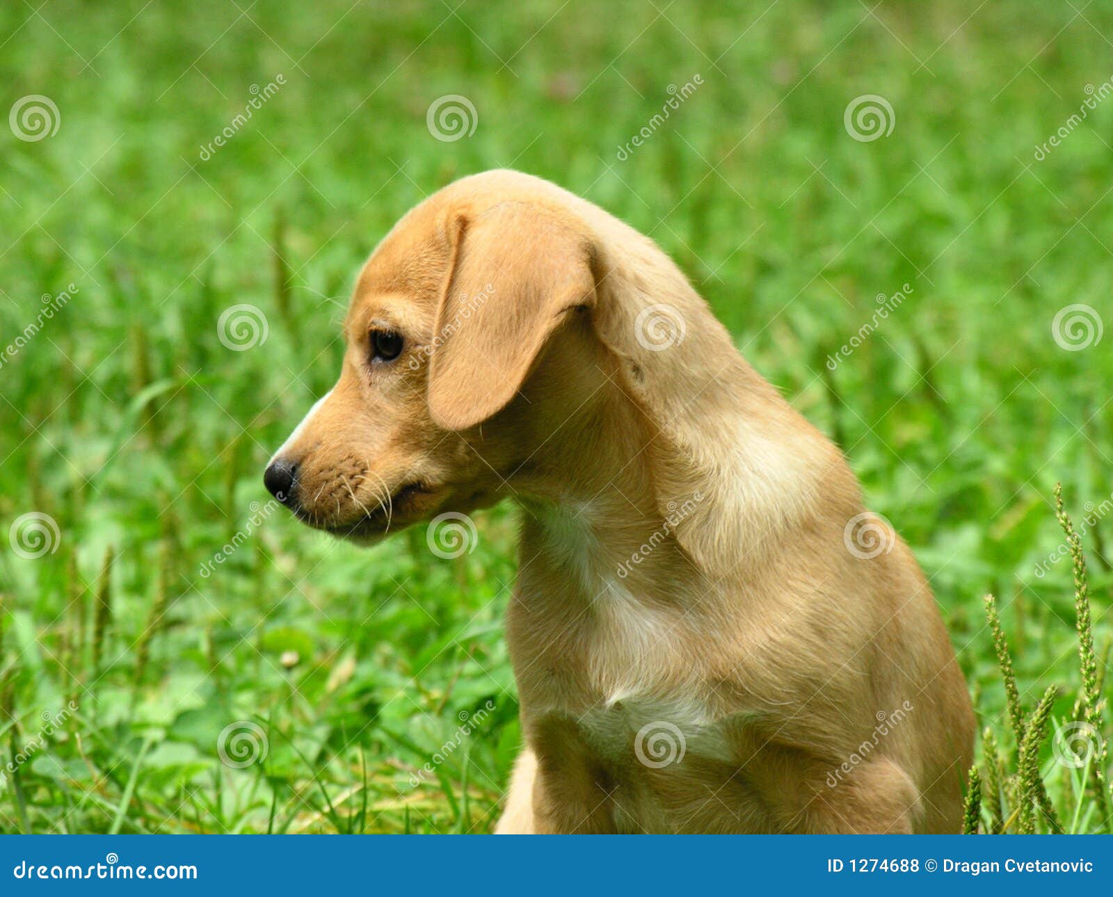 Yellow Puppy Picture. Image: 1274688