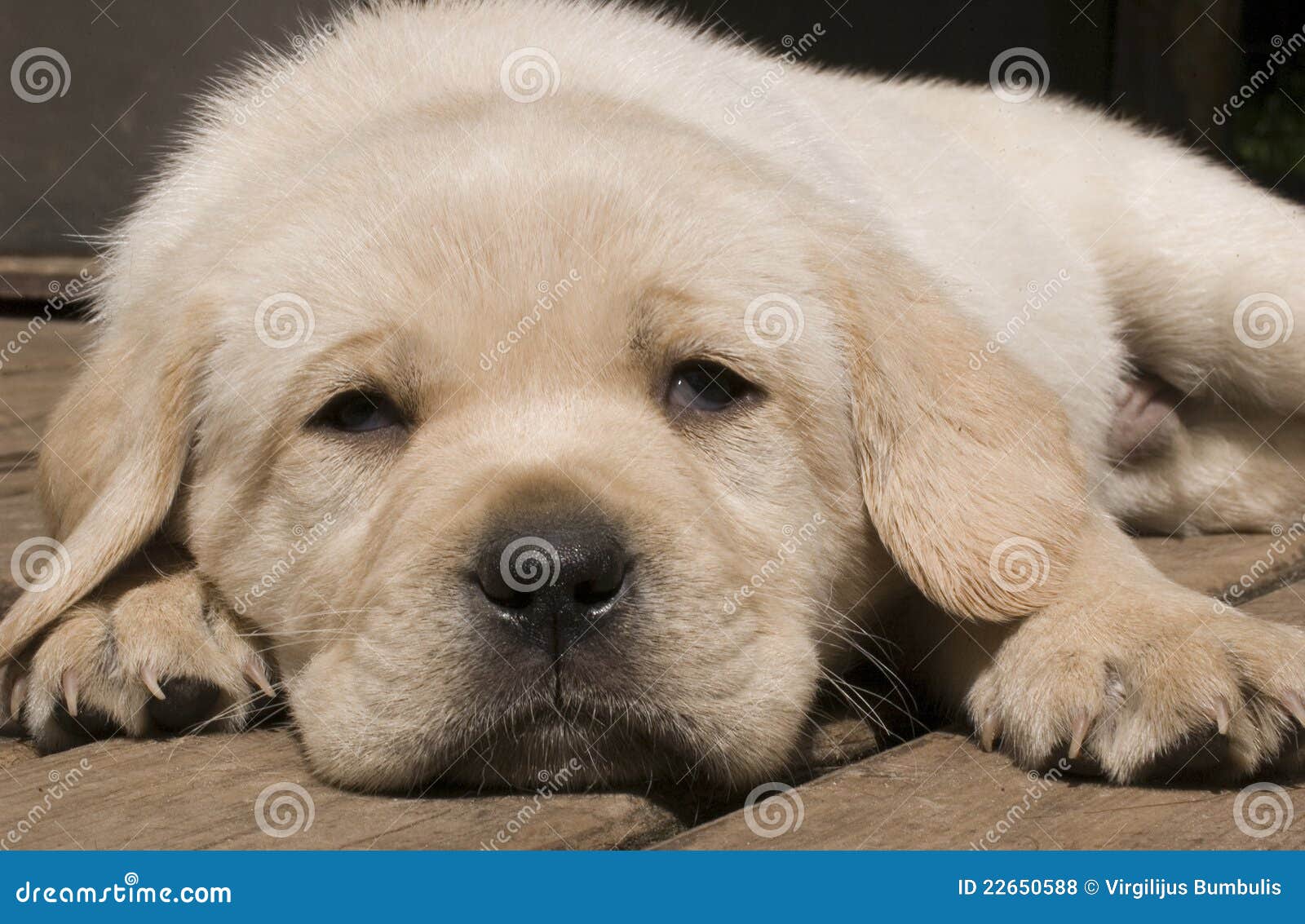 Yellow puppy stock photo. Image of labrador, color, retriever - 22650588