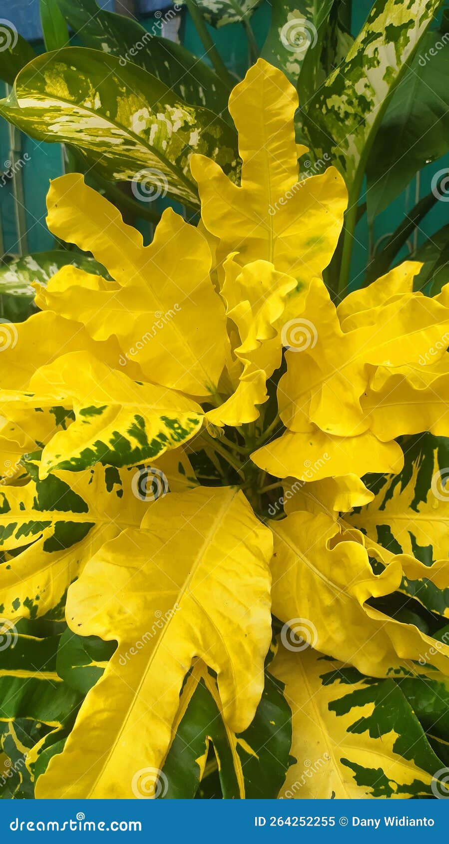 Yellow Puring stock image. Image of leaf, produce, autumn - 264252255