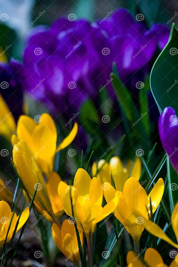 Yellow and purple Crocus stock image. Image of nature - 7854189