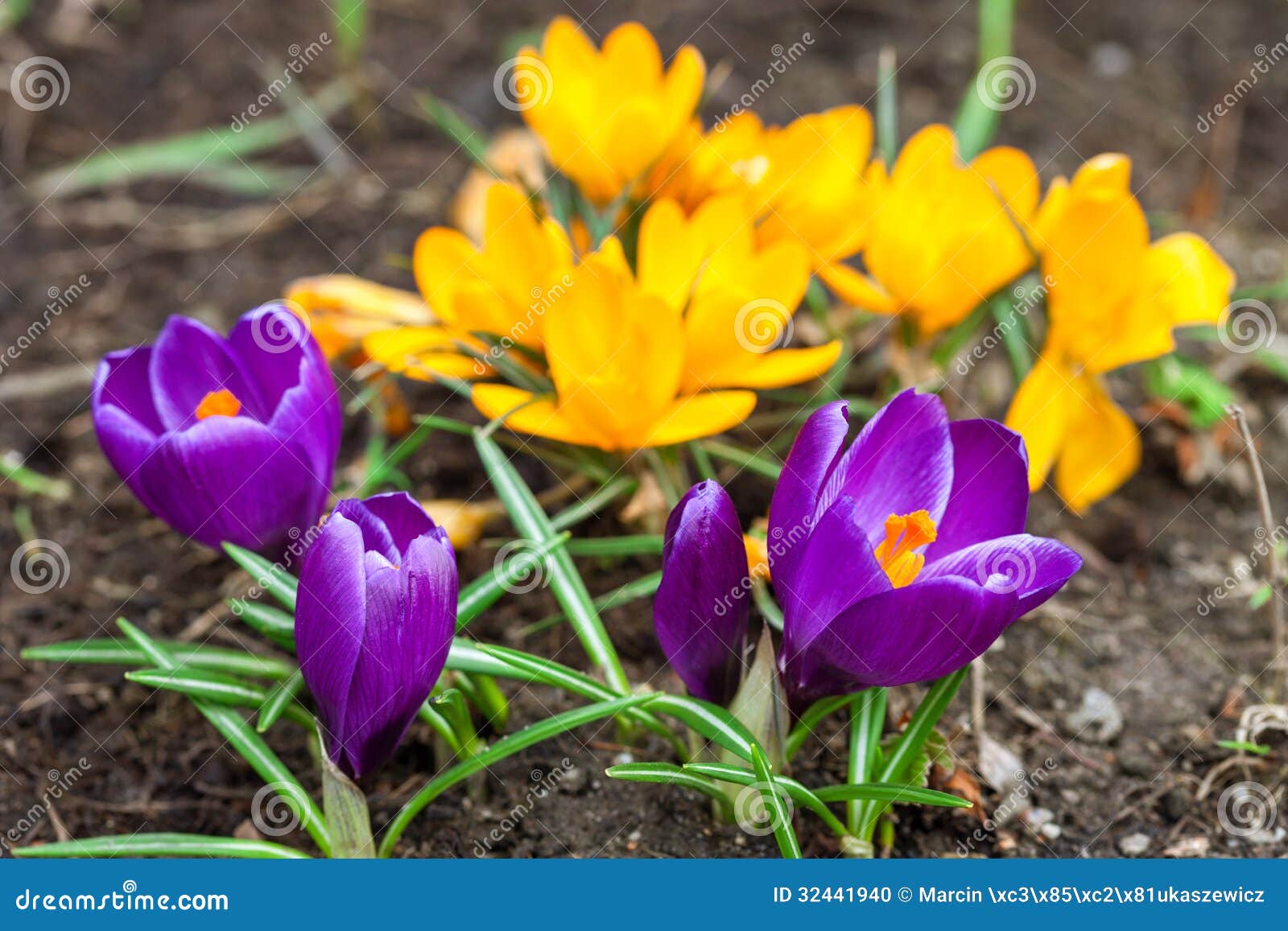 Yellow and purple crocus stock photo. Image of flora - 32441940