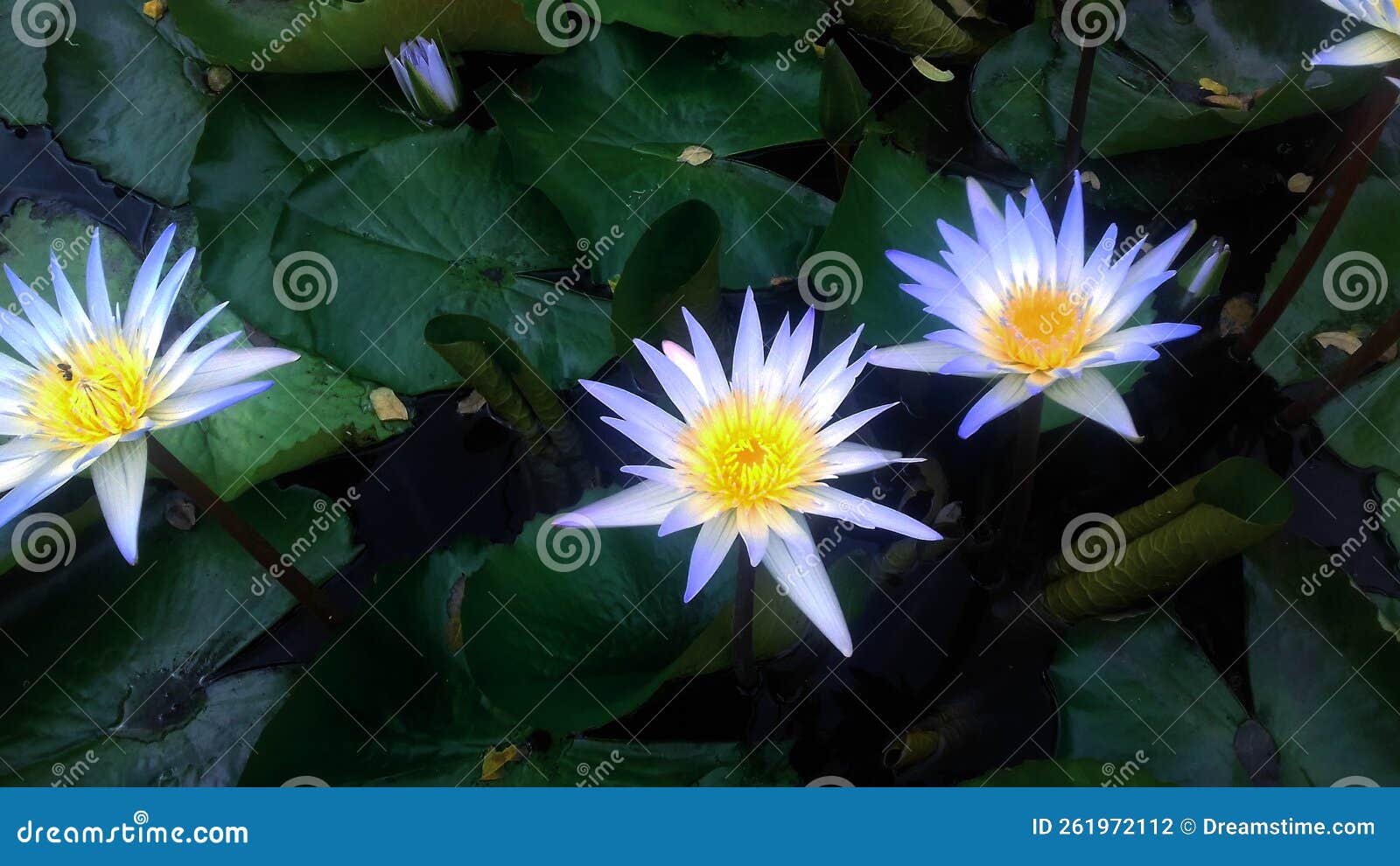 Yellow Purple Lotuses in the Water Stock Photo - Image of purple, lotus ...