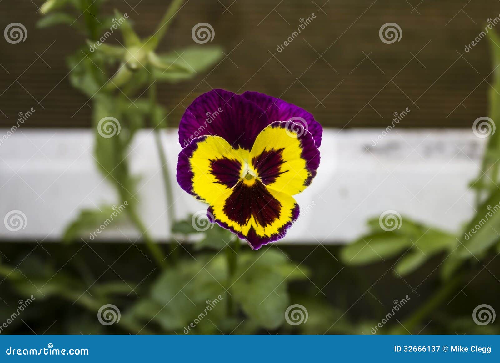 Yellow and purple Pansie stock image. Image of garden - 32666137
