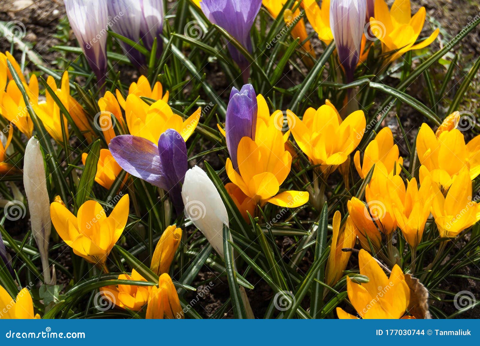 Yellow, Purple and White Crocuses Closeup. Stock Photo - Image of early ...