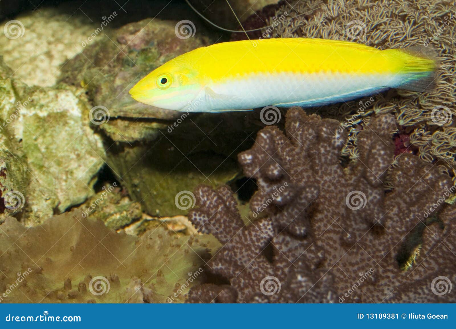 Yellow and Purple Wrasse in Aquarium Stock Image - Image of underwater ...