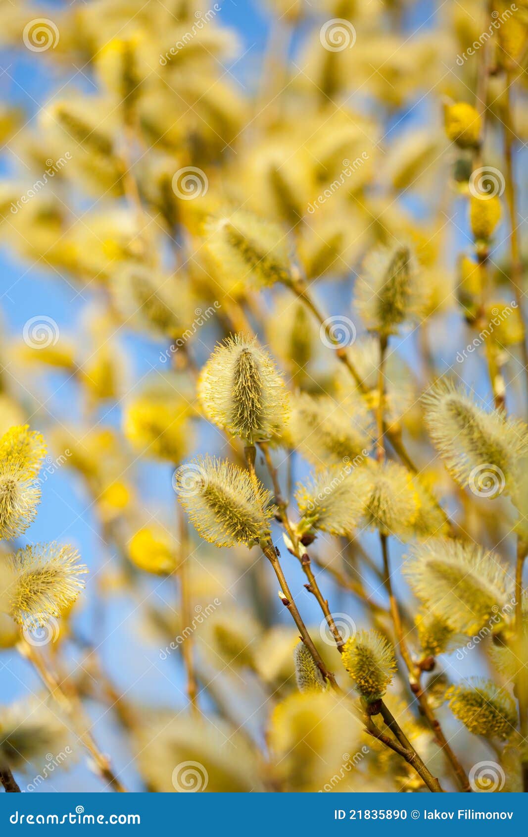 Yellow willow branches stock photo. Image of spring, branch - 21835890