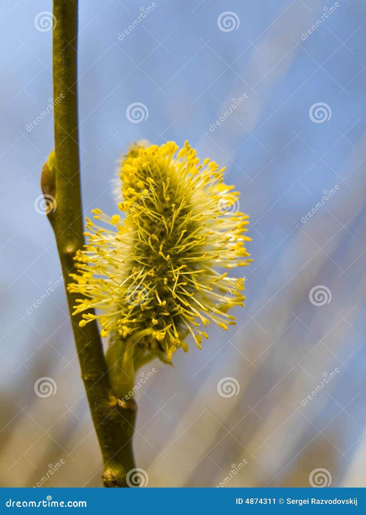 Yellow pussywillow stock image. Image of plant, botany - 4874311