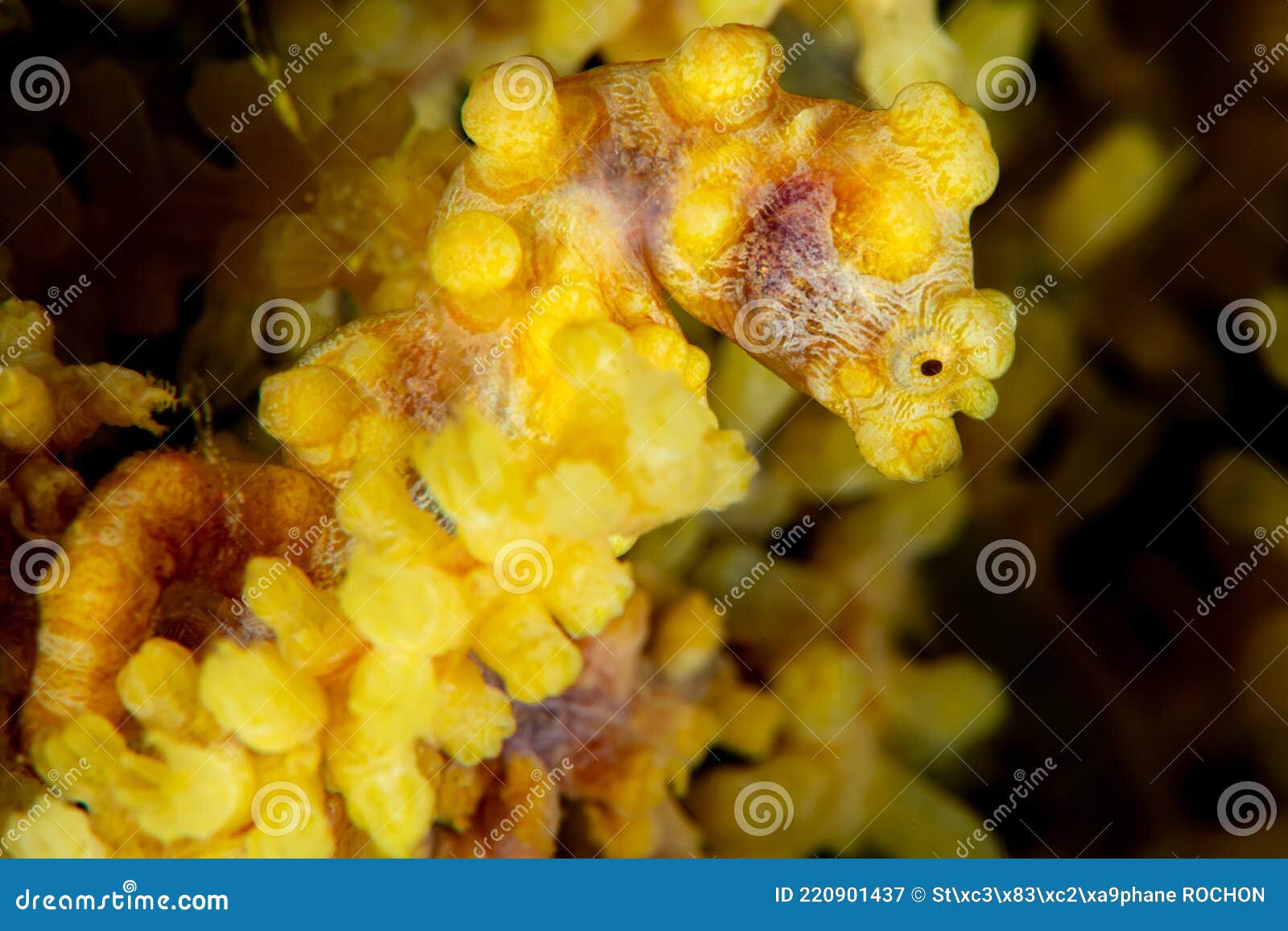 Yellow Pygmy Seahorse, Barbiganti Stock Image - Image of environment ...