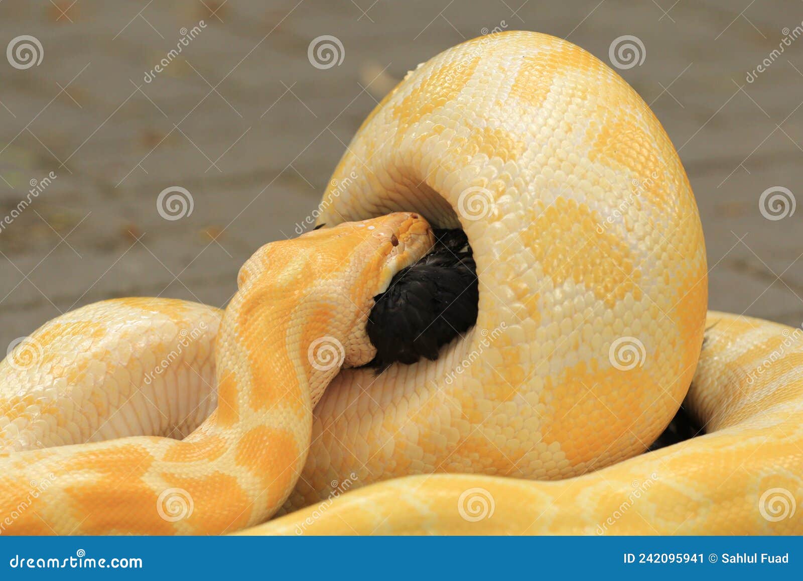 Yellow Python is Having Lunch Stock Image - Image of snakes, produce: 242095941