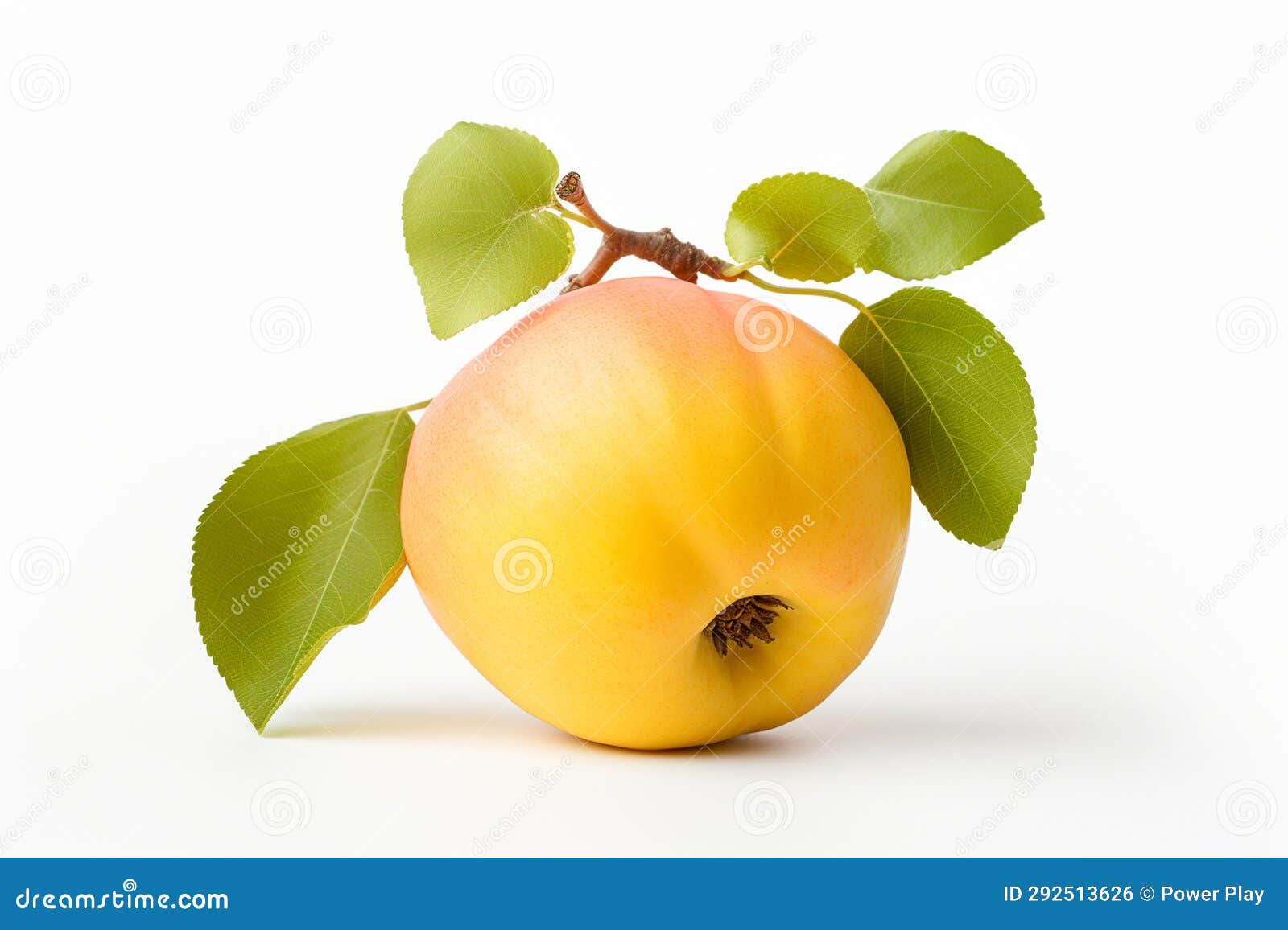 Yellow Quince Fruit with Yellow Flower Isolated on a White Background ...