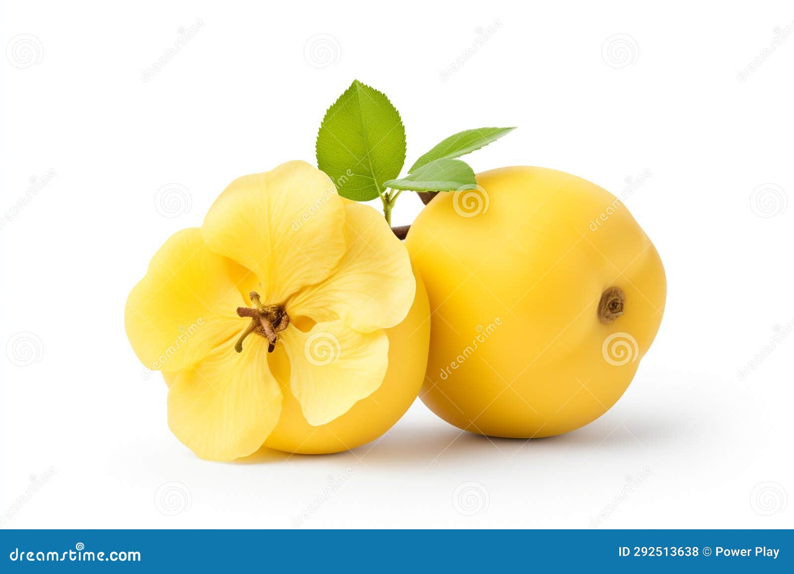 Yellow Quince Fruit with Yellow Flower Isolated on a White Background ...