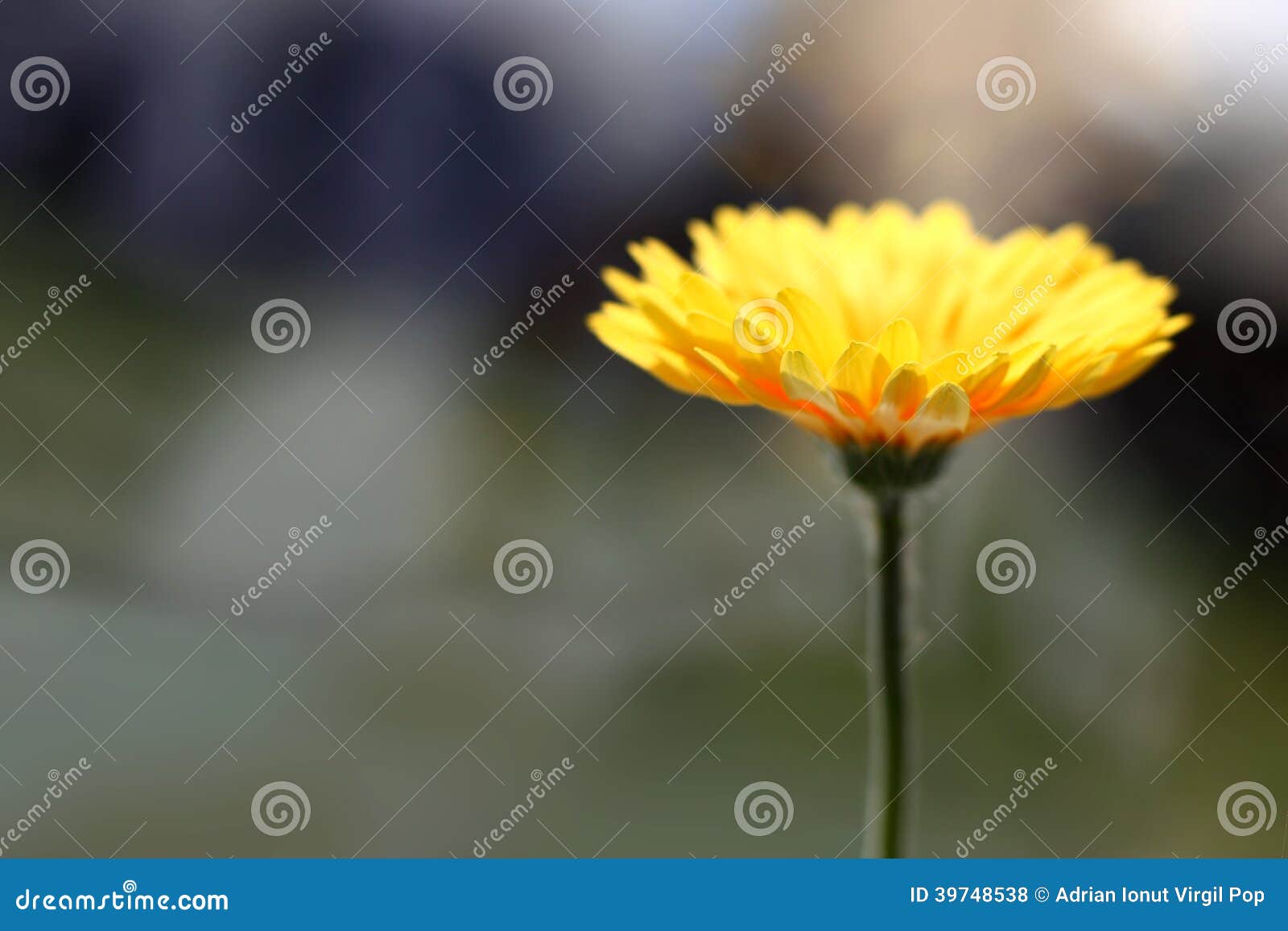 Yellow radiant flower stock photo. Image of beauty, fresh - 39748538